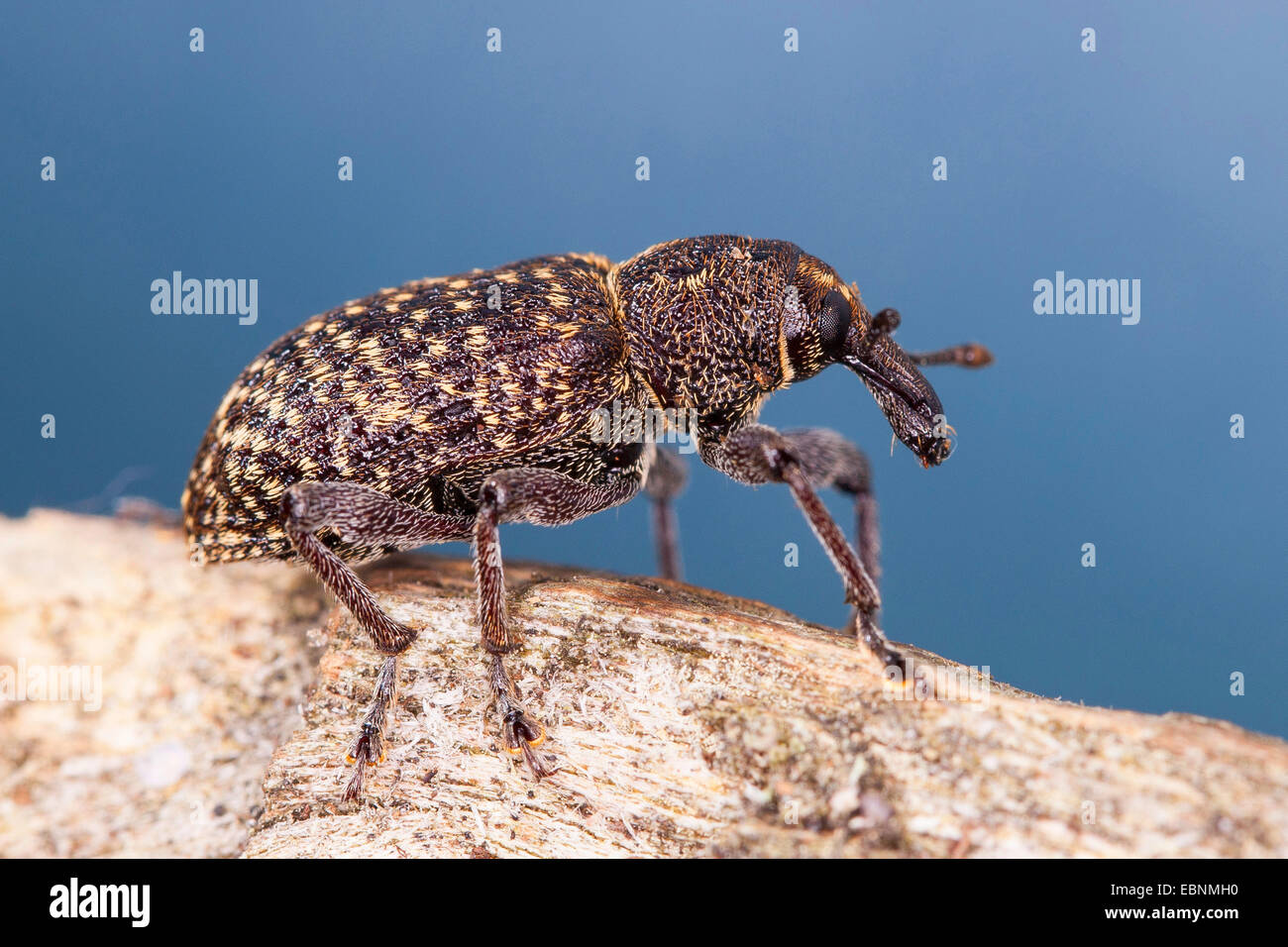 Weevil (Hylobius excavatus, Hylobius piceus), on bark, Germany Stock ...