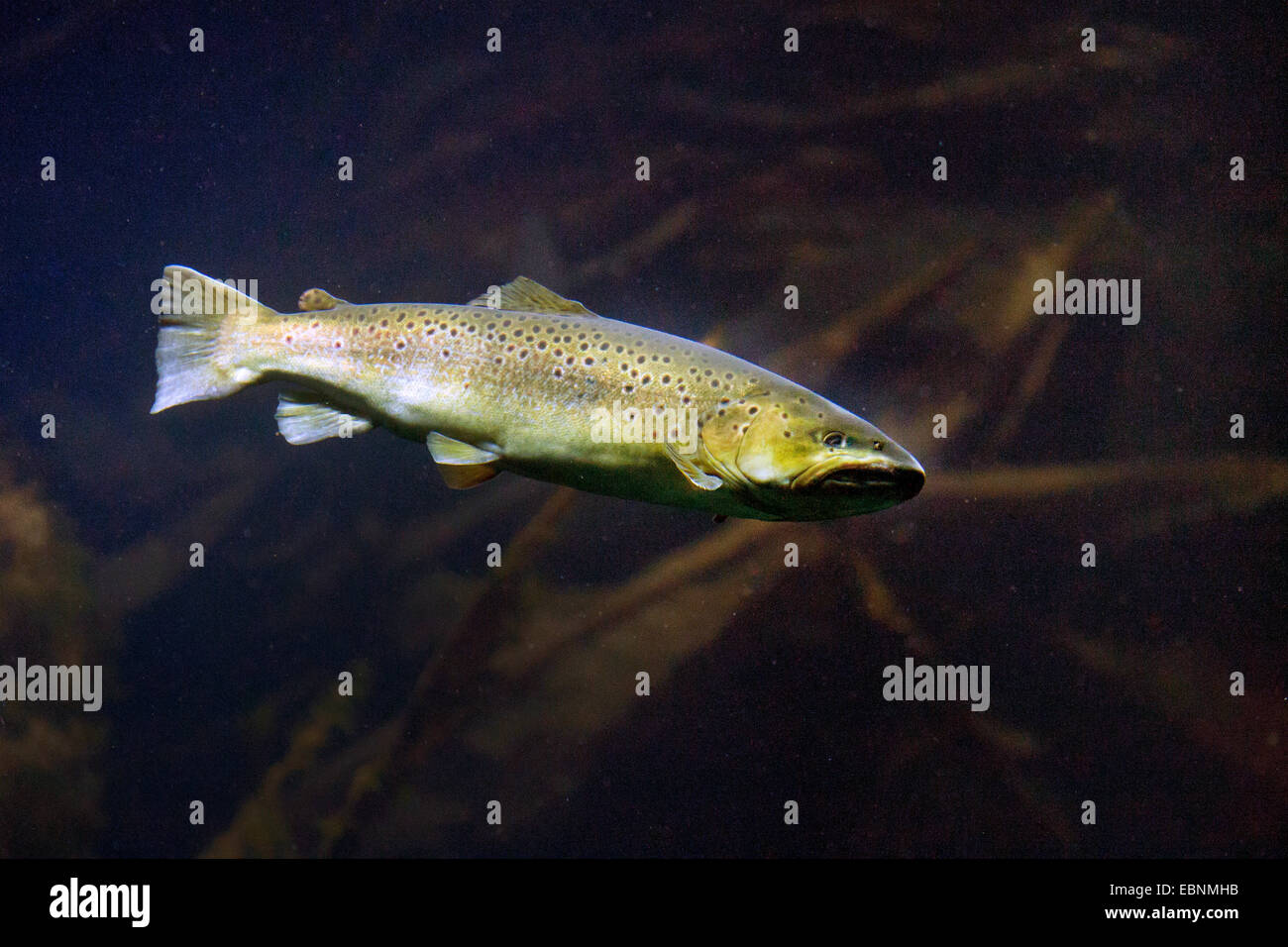 Brown trout, Sea trout, Atlantic trout (Salmo trutta trutta), swimming ...