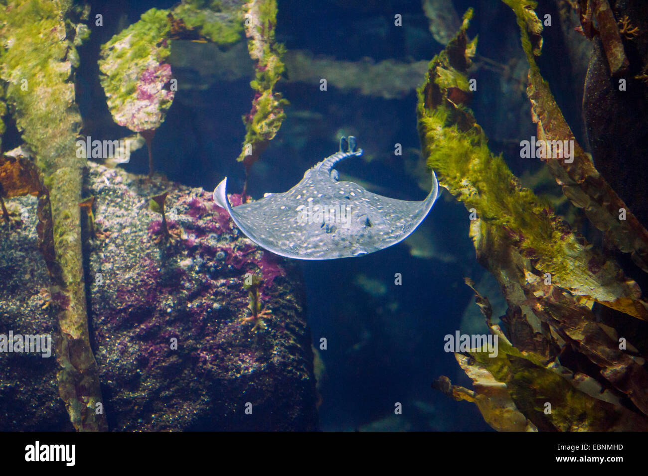 thornback skate, thornback ray, roker (Raja clavata), swimming Stock ...