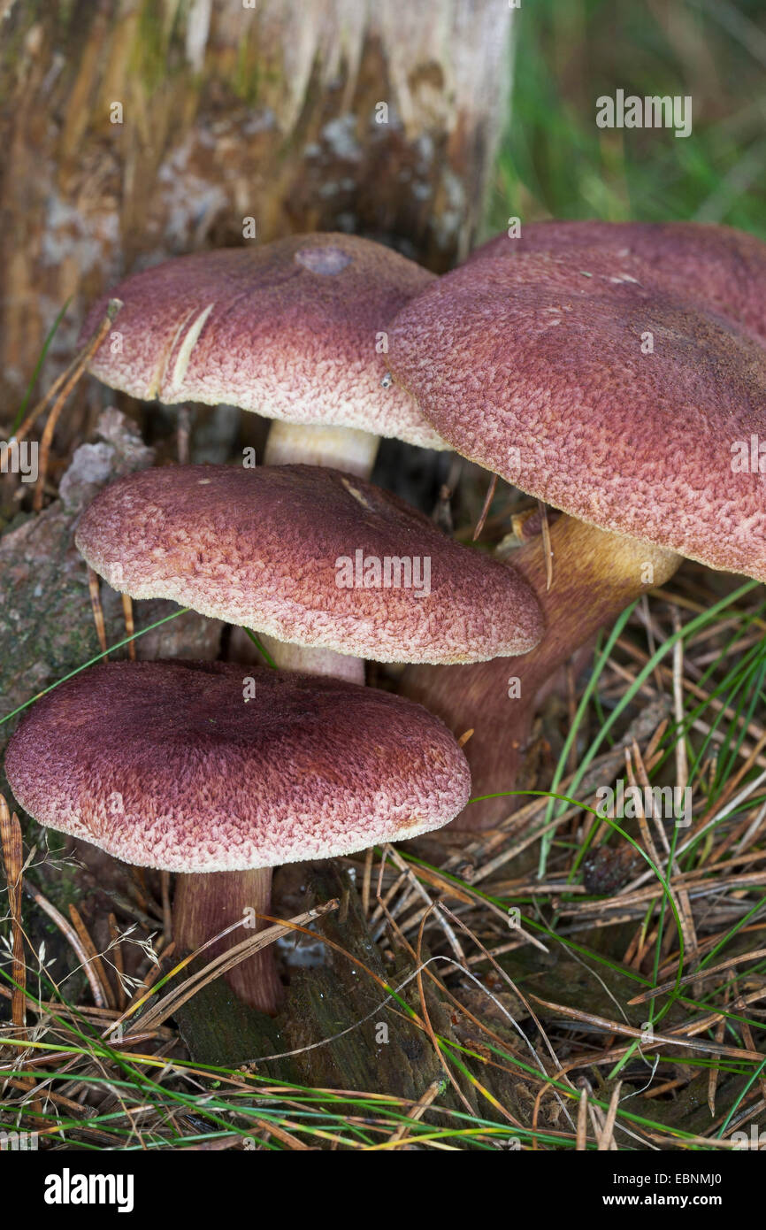 Fruiting bodies at the base of a tree hi-res stock photography and ...