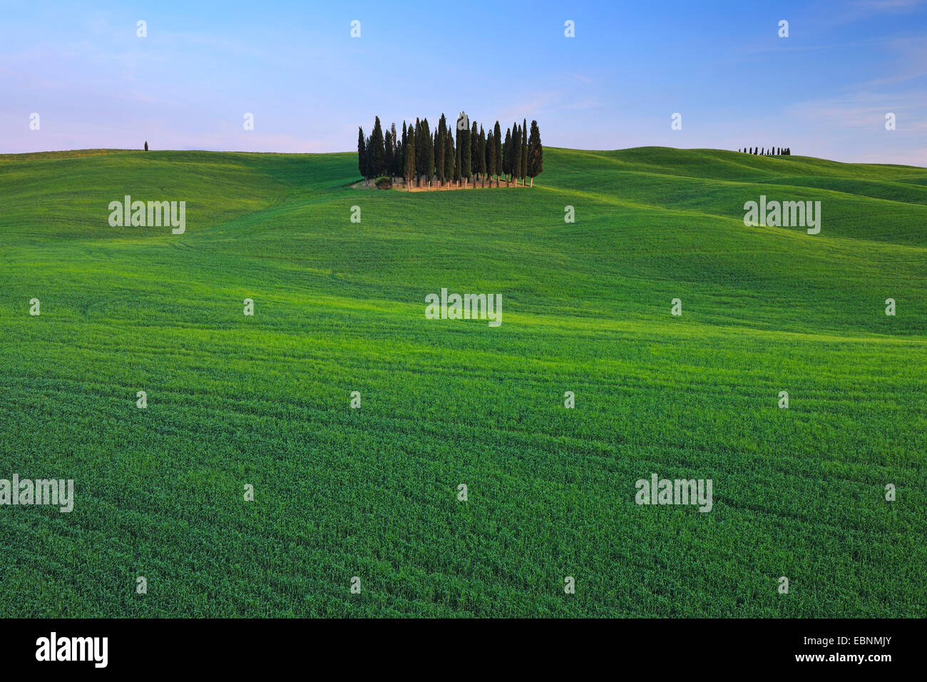Italian cypress trees cupressus sempervirens hi-res stock photography ...