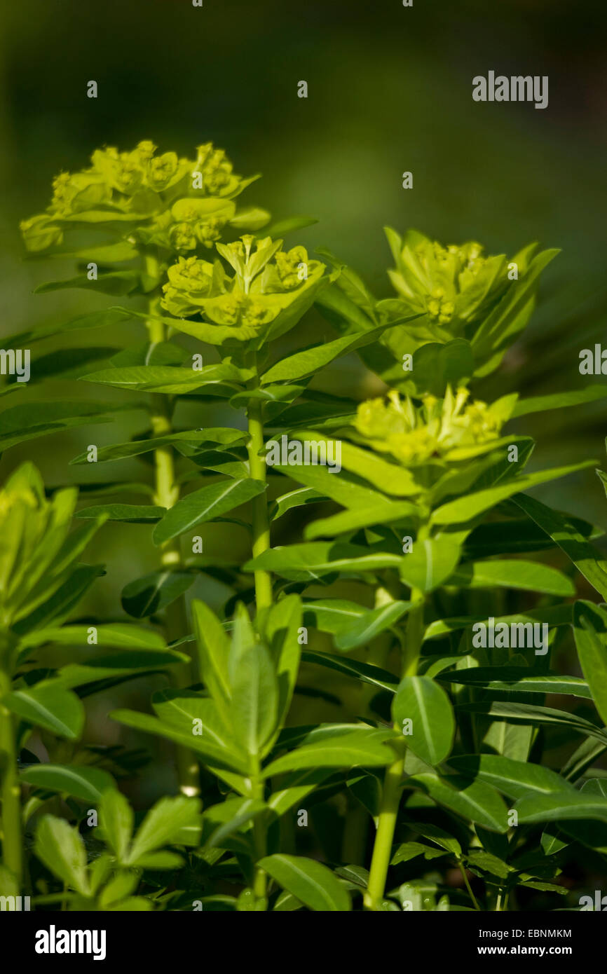 Irish spurge euphorbia hyberna hi-res stock photography and images - Alamy