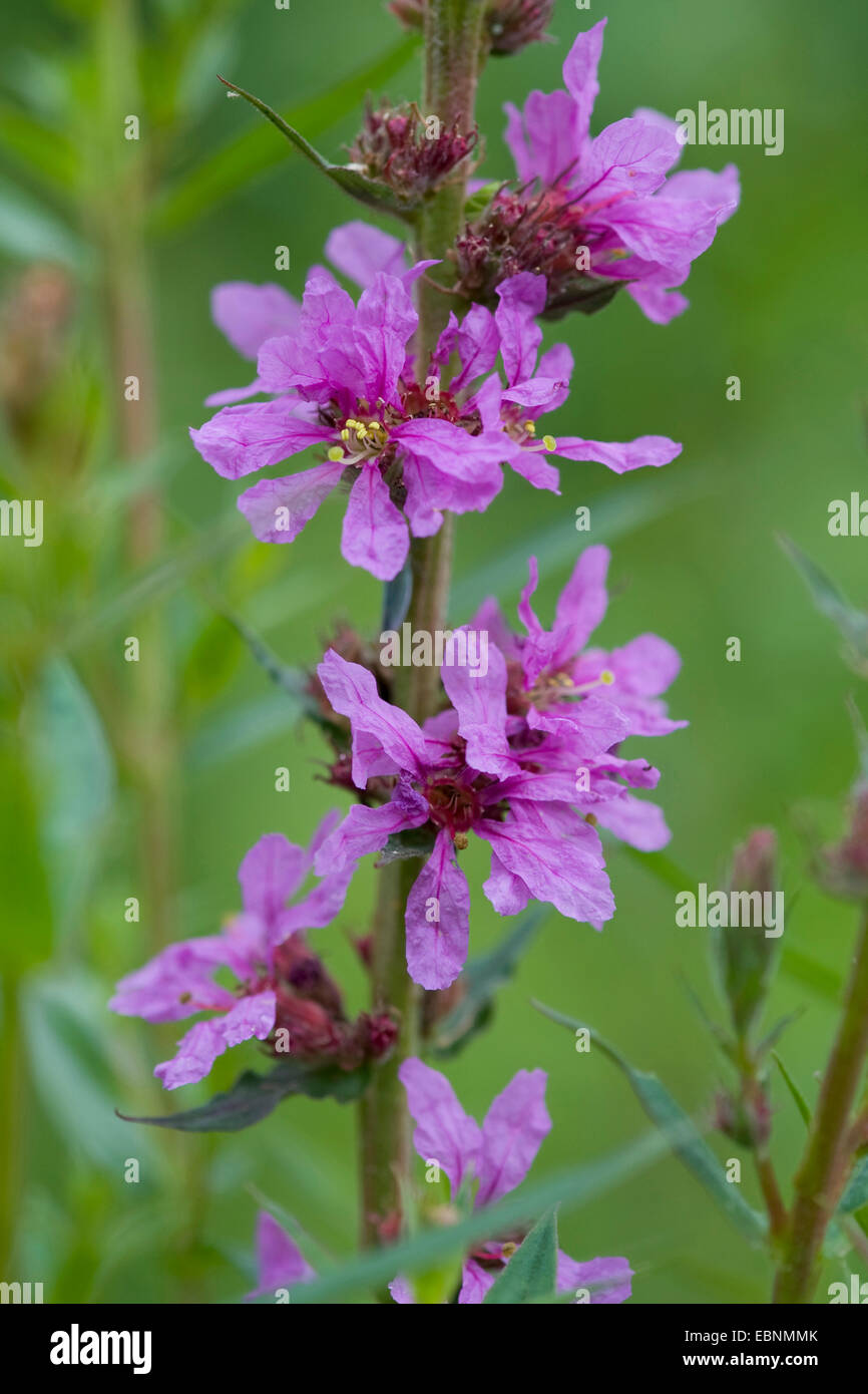 purple loosestrife, spiked loosestrife (Lythrum salicaria), flowers ...