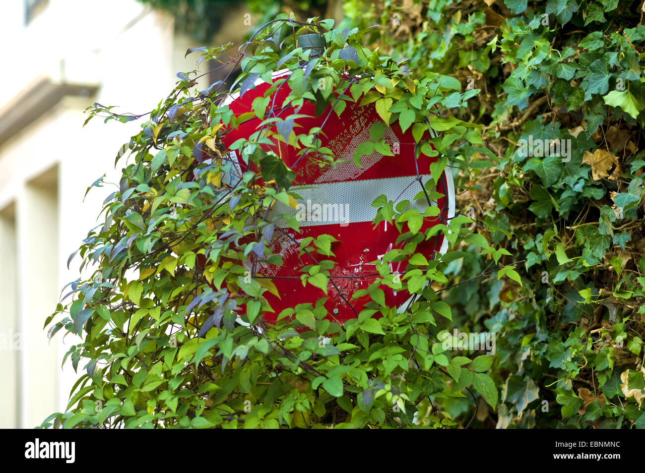 creeping plants overgrowing the traffic sign 'No through traffic ...