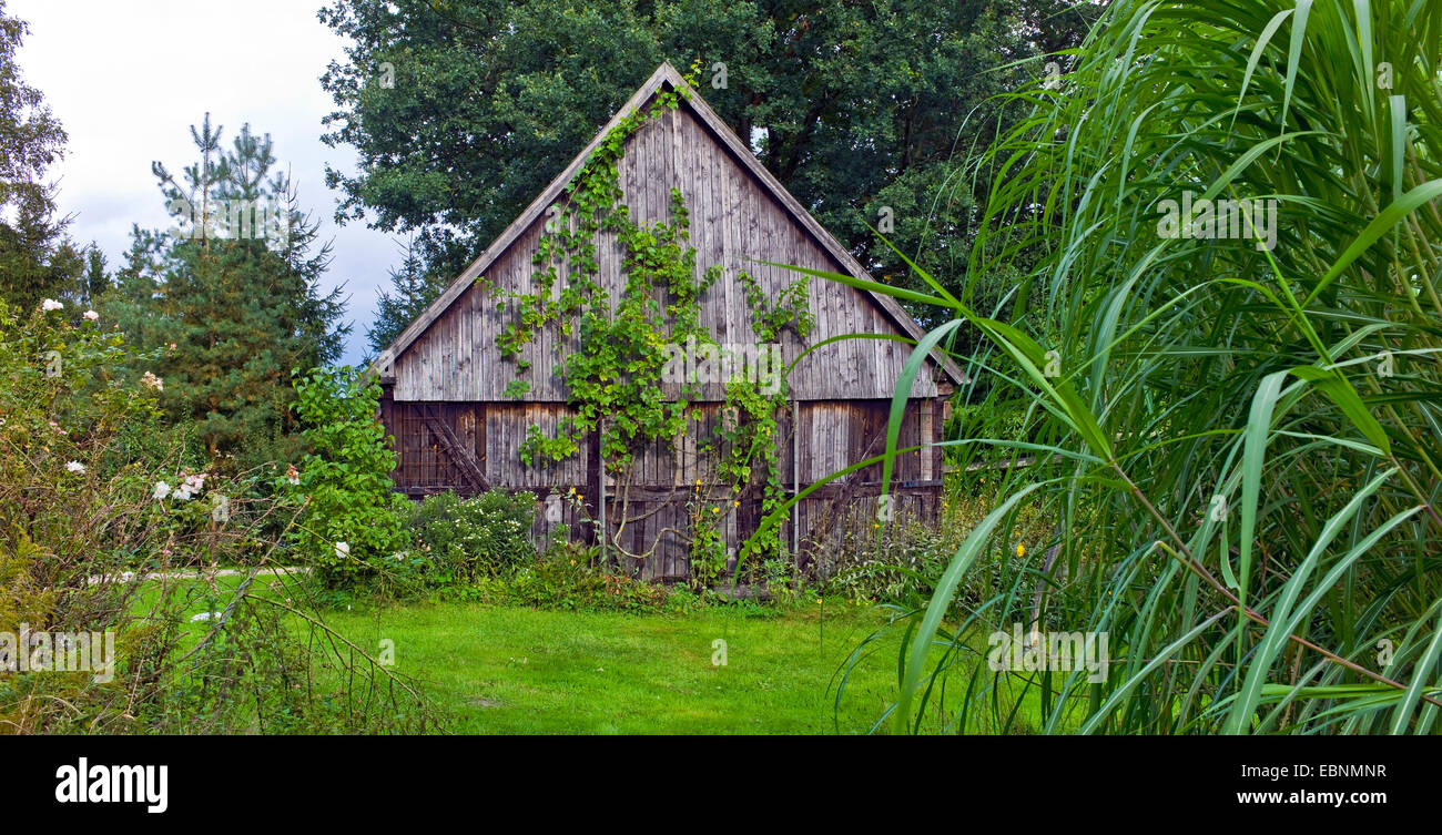 grape-vine, vine (Vitis vinifera), tendrils at a barn wall, Germany ...