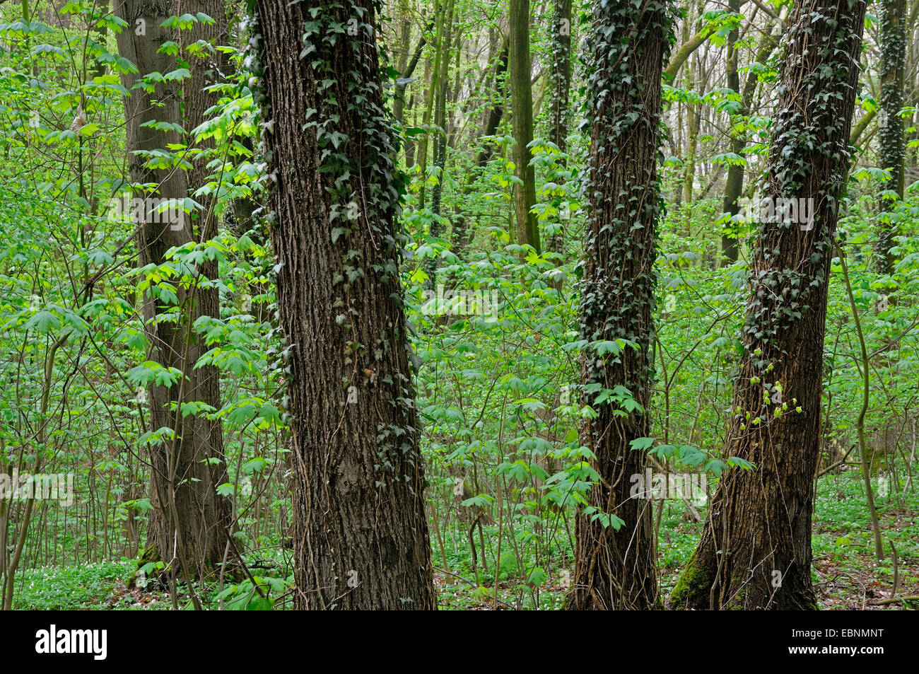 Vegetation covered log hi-res stock photography and images - Alamy