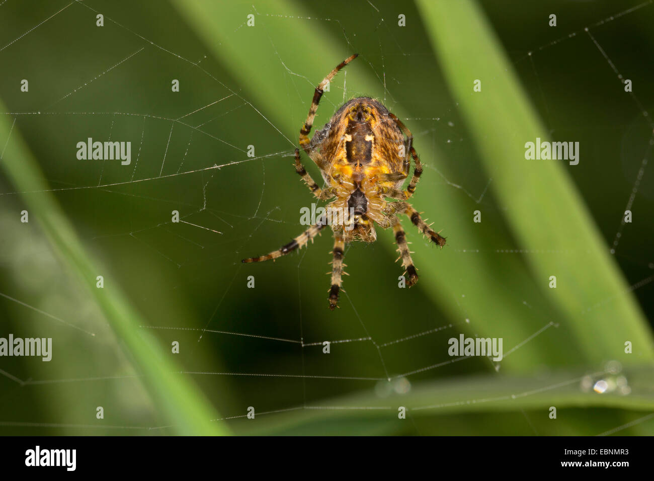 Furrow orbweaver (Larinioides cornutus, Araneus cornutus), in its web, underside, Germany ...