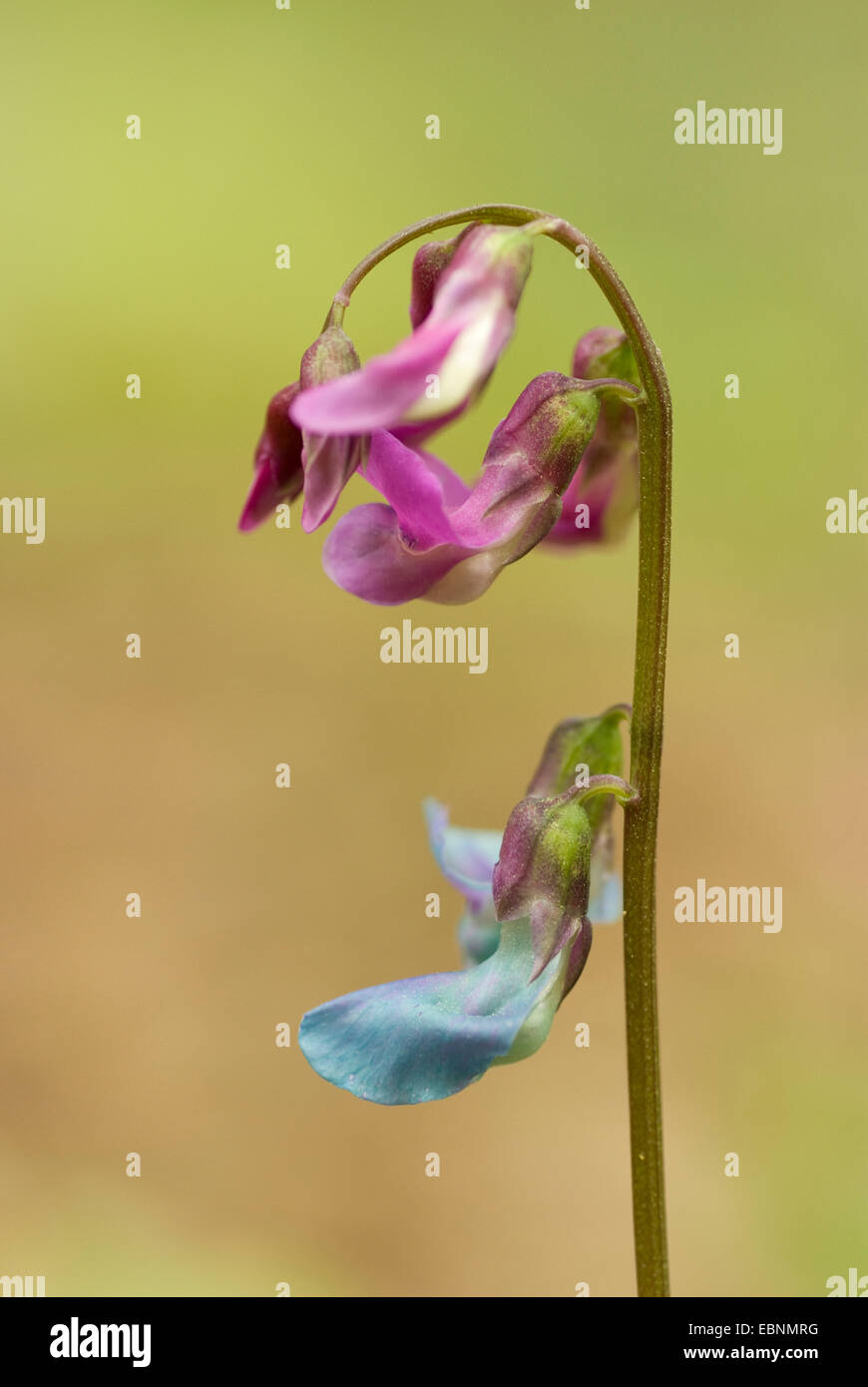 Spring pea (Lathyrus vernus), inflorescence, Germany Stock Photo - Alamy