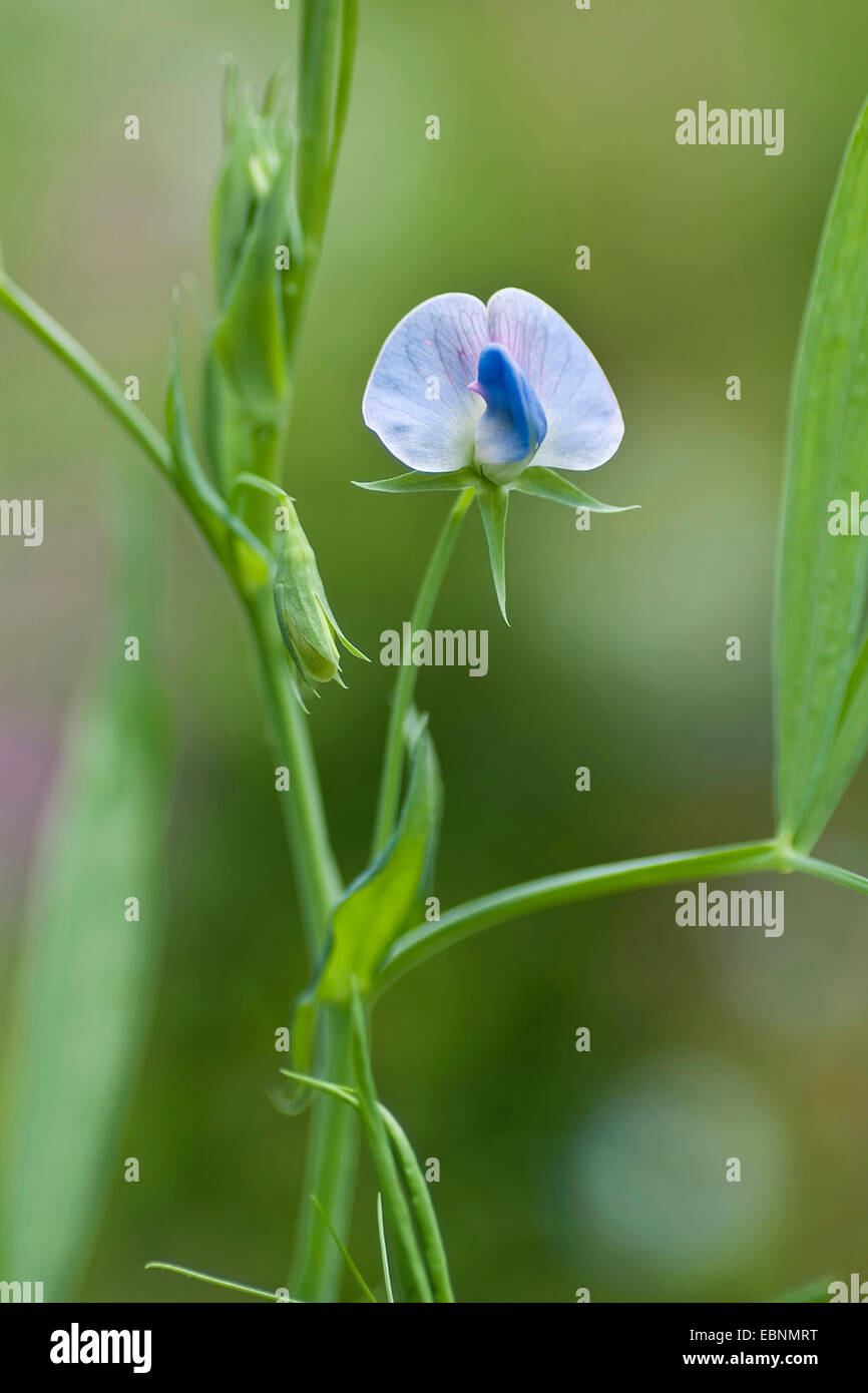Lathyrus Sativus Grain