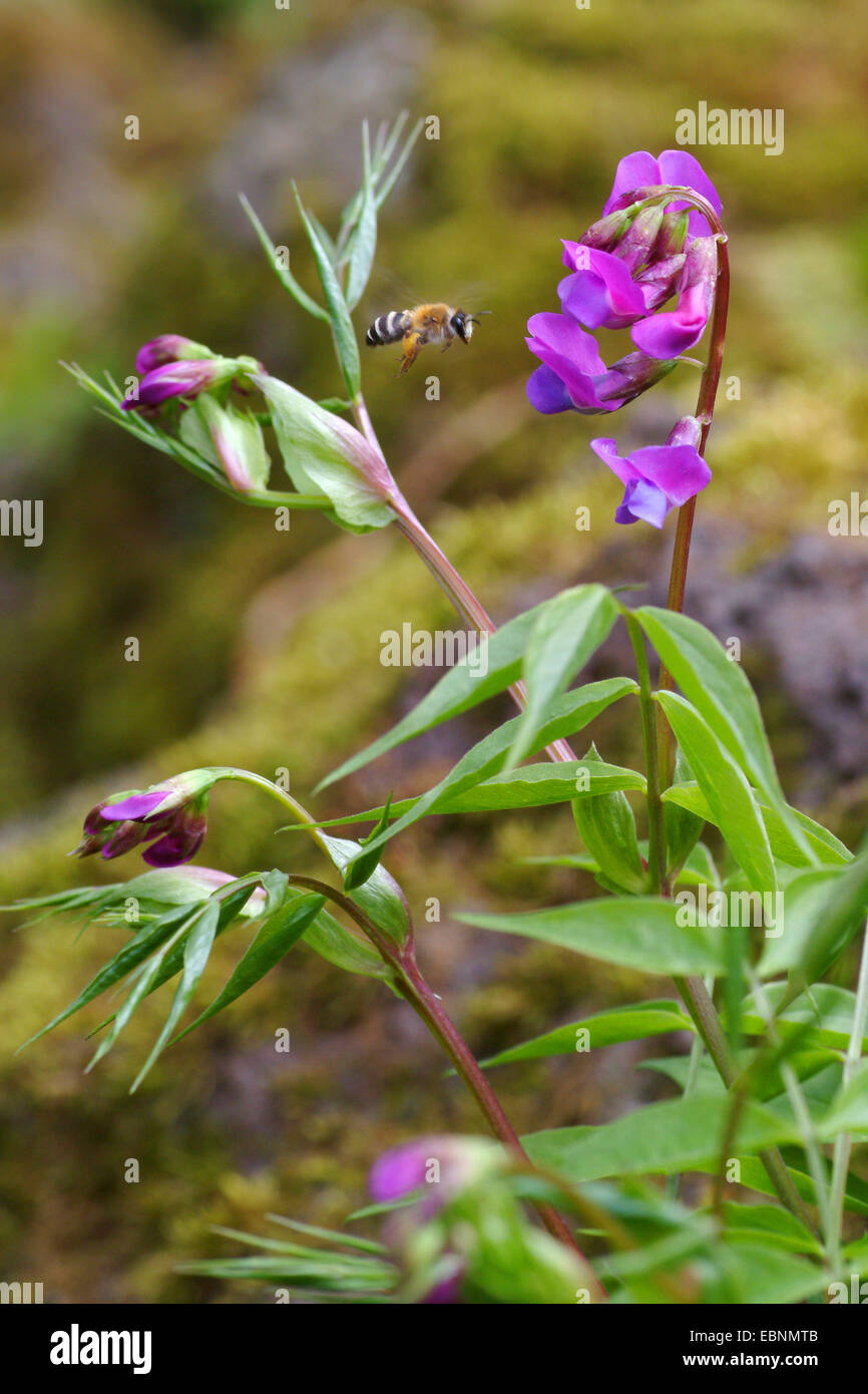 Spring pea lathyrus vernus hi-res stock photography and images - Alamy