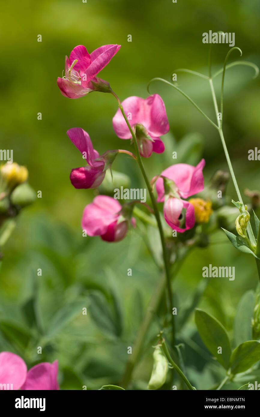 earth-nut peavine, tuberous vetchling, tuberous pea (Lathyrus tuberosus ...