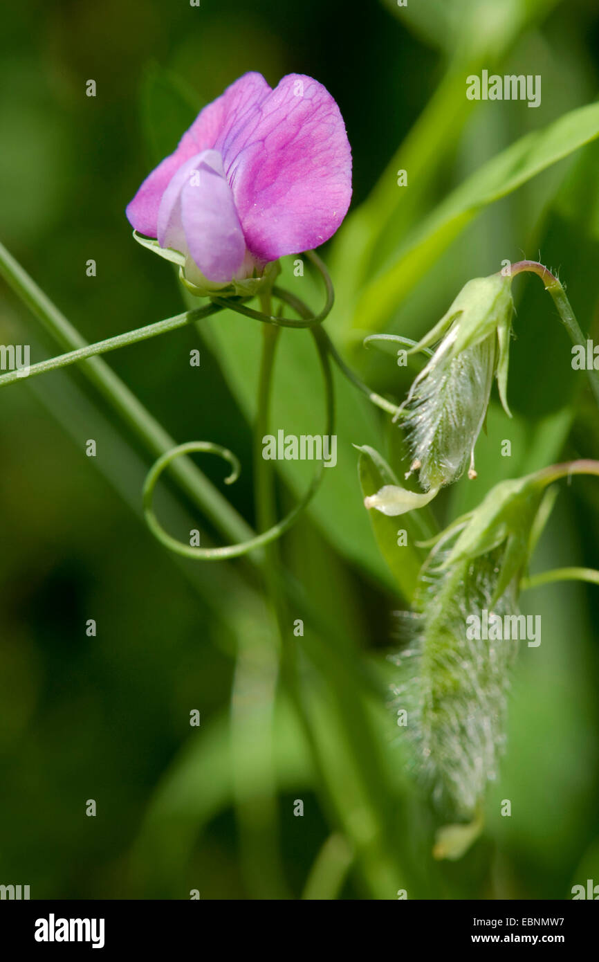 Hairy vetchling, Rough peavine (Lathyrus hirsutus), with flower and ...