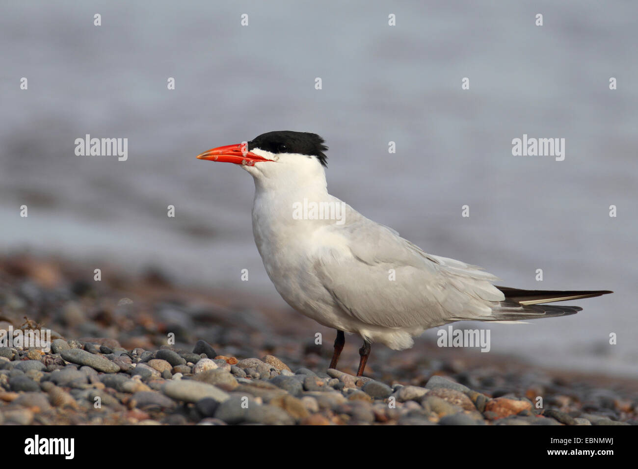 caspian tern (Hydroprogne caspia, Sterna caspia), stands on the beach ...
