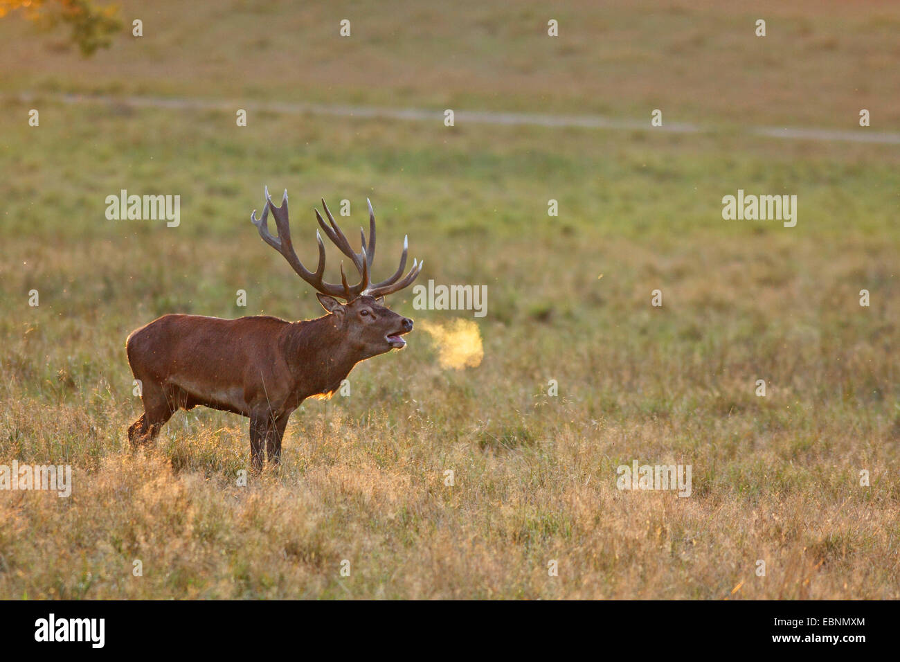 red deer (Cervus elaphus), belling deer, breath condenses , Denmark ...