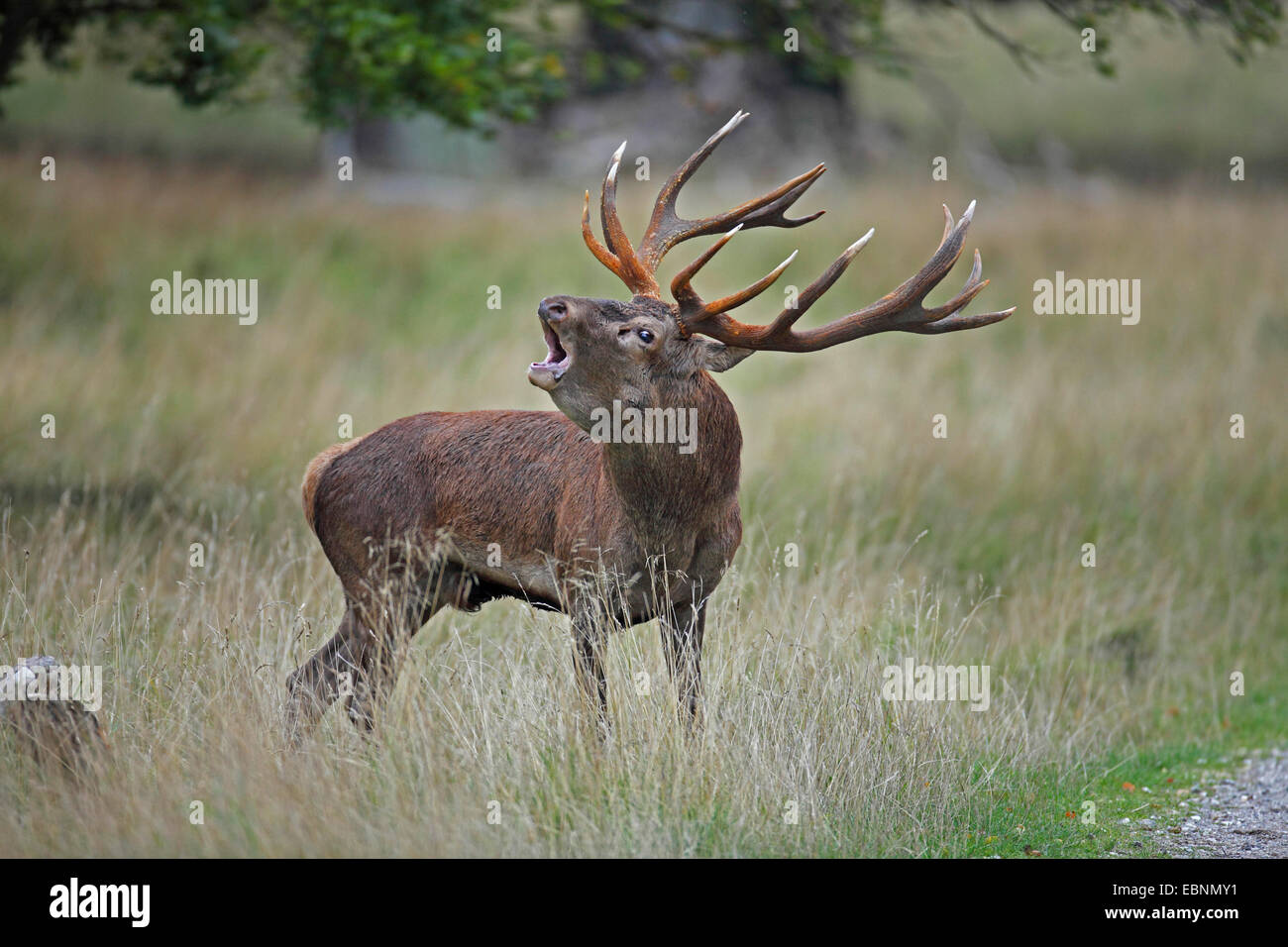 red deer (Cervus elaphus), belling deer, Denmark, Copenhagen Stock ...