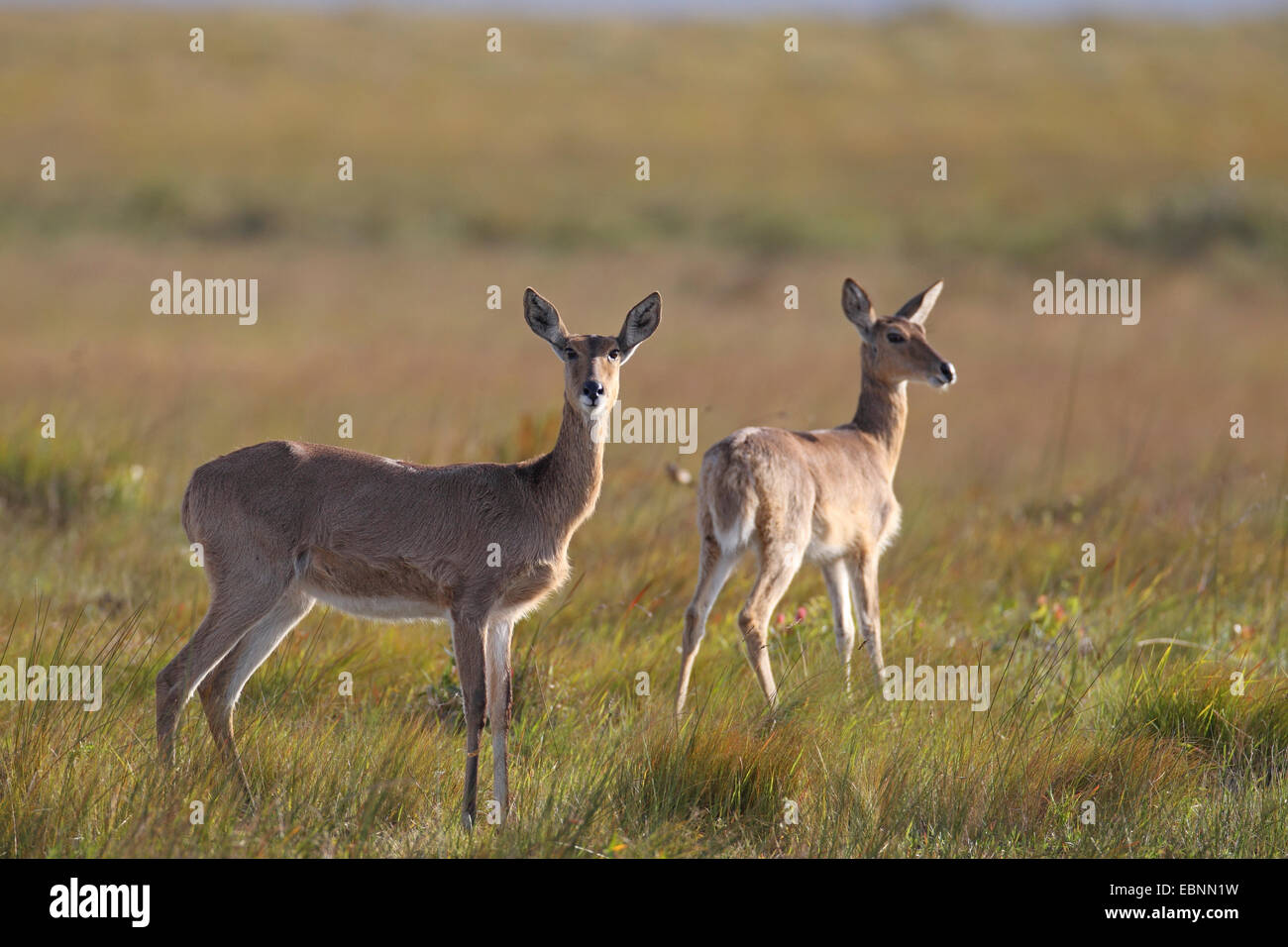 southern reedbuck (Redunca arundinum), two females standing in ...