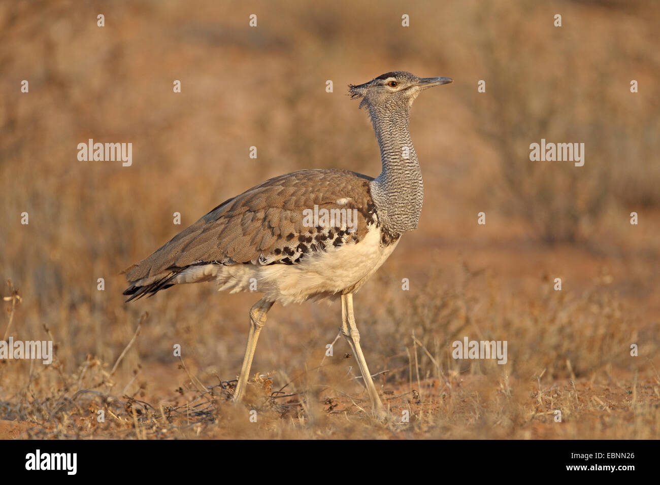 South african bustards hi-res stock photography and images - Alamy