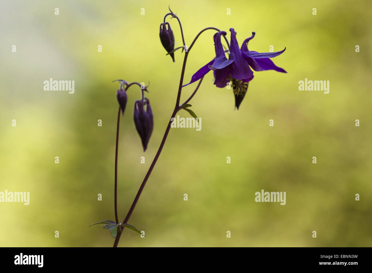 European columbine (Aquilegia vulgaris), stem with flower and flower ...