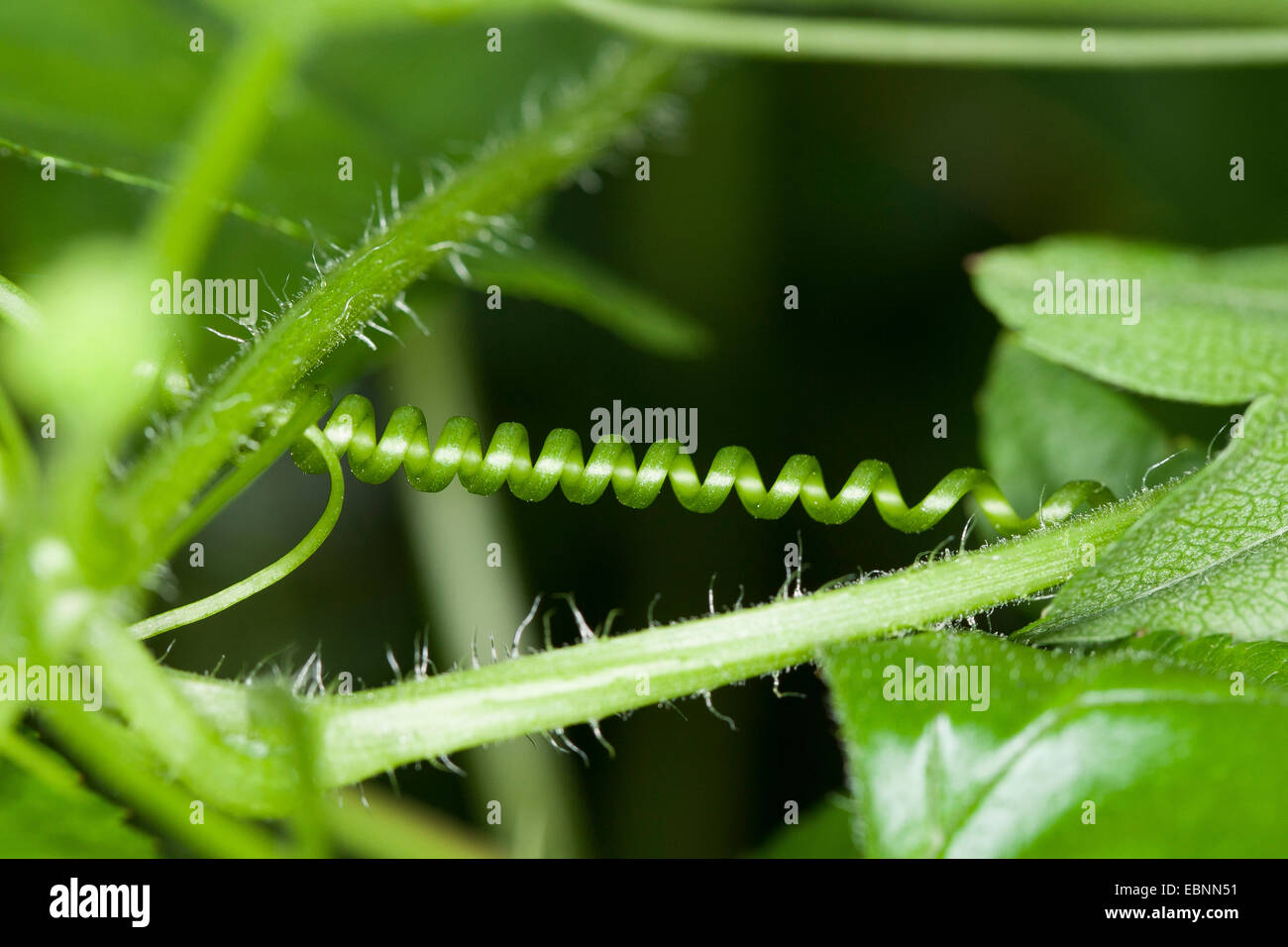 White bryony, Red bryony (Bryonia dioica, Bryonia cretica ssp. dioica ...