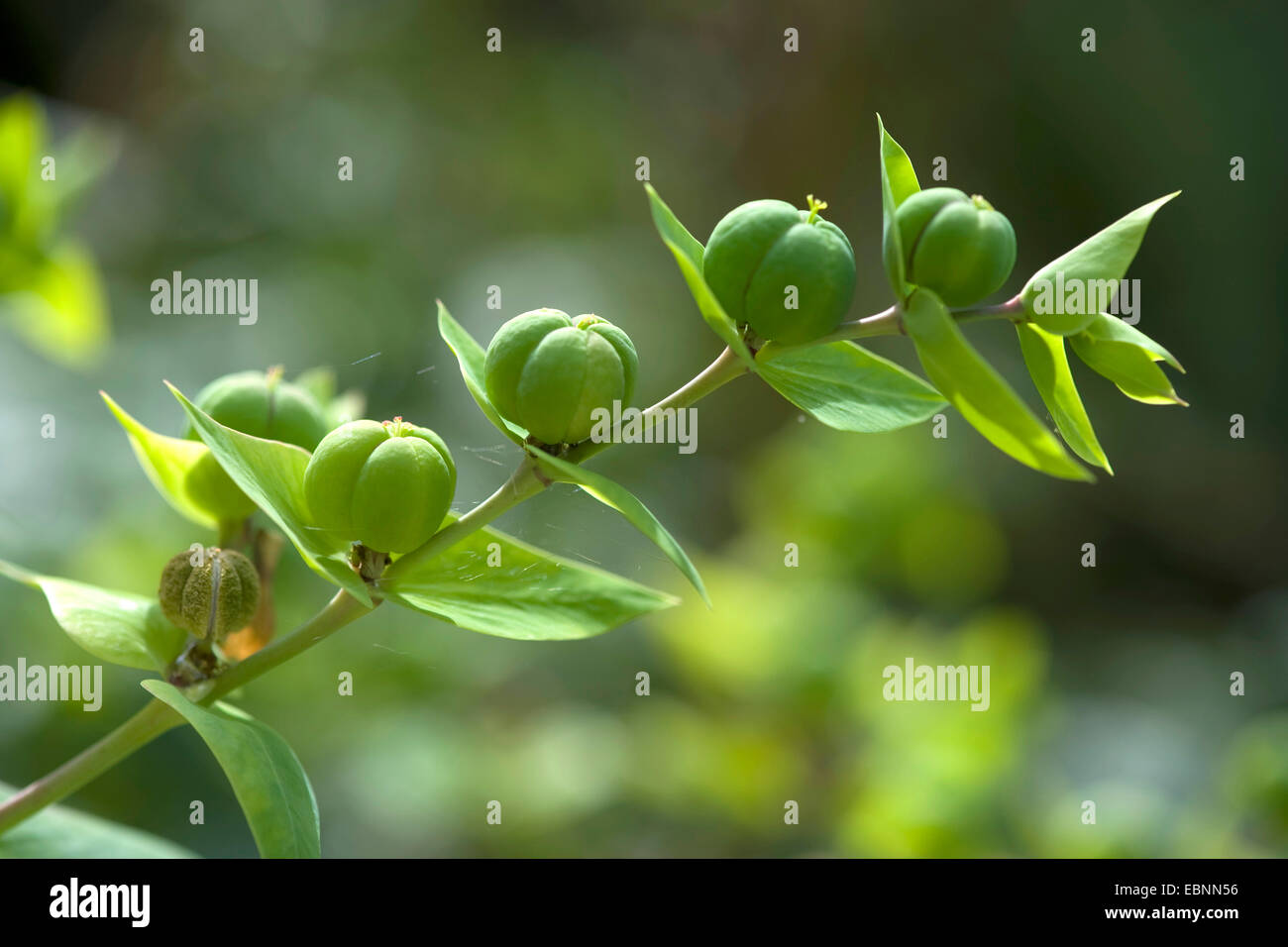 Caper spurge, Mole Plant (Euphorbia lathyrus, Euphorbia lathyris ...