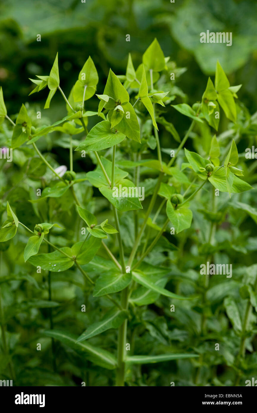 Caper spurge, Mole Plant (Euphorbia lathyrus, Euphorbia lathyris ...