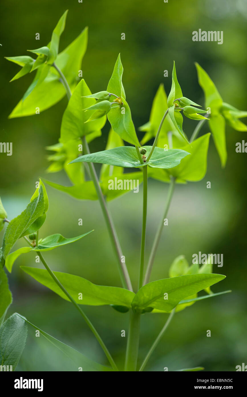 Caper spurge, Mole Plant (Euphorbia lathyrus, Euphorbia lathyris ...