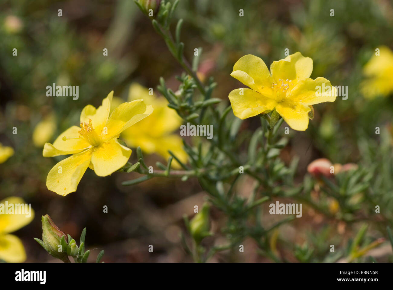 Rock-rose (Fumana procumbens), flowers, Germany Stock Photo - Alamy