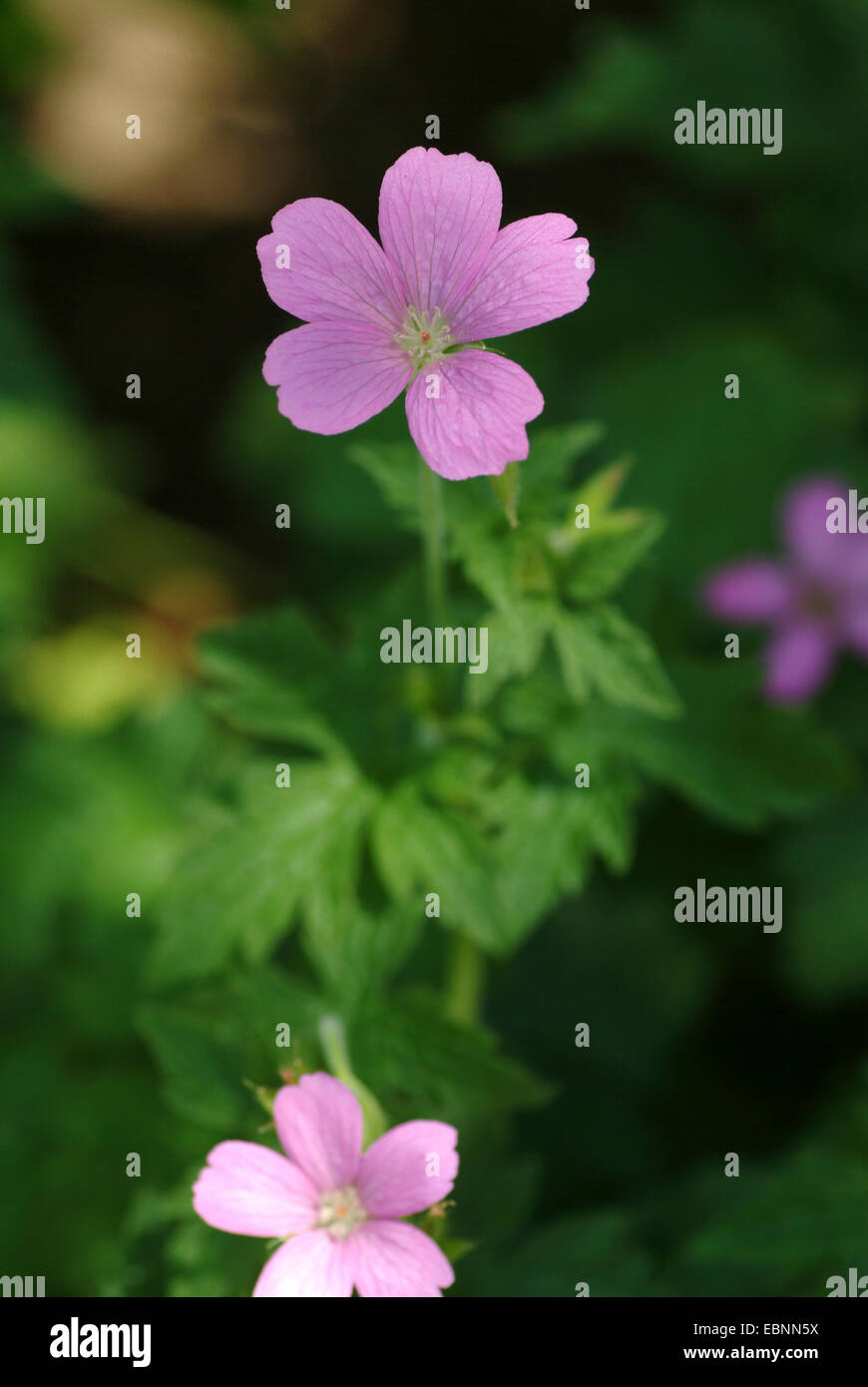 French Cranesbill (Geranium endressii), blooming Stock Photo - Alamy