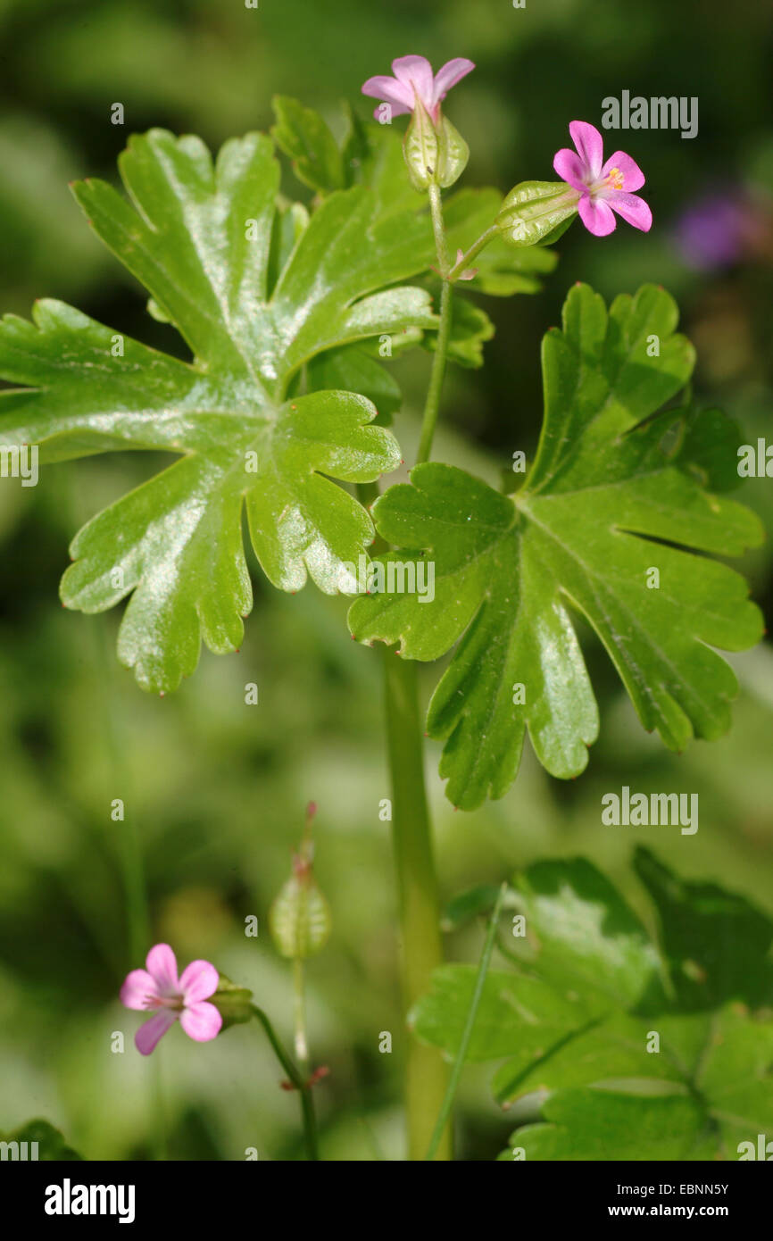 shining cranesbill (Geranium lucidum), blooming, Germany Stock Photo ...