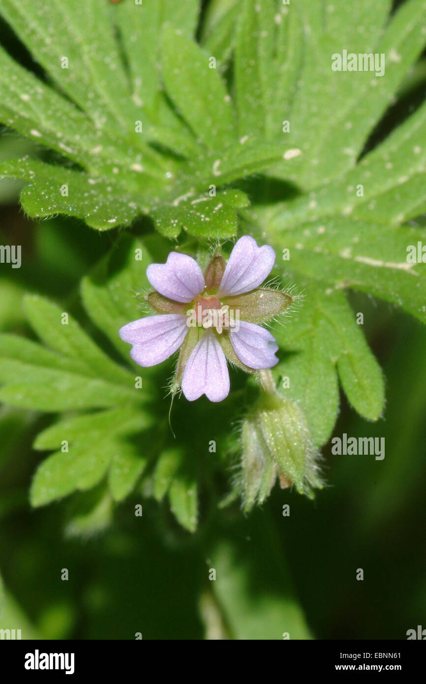 Small-flowered cranesbill, Traveler's geranium (Geranium pusillum ...