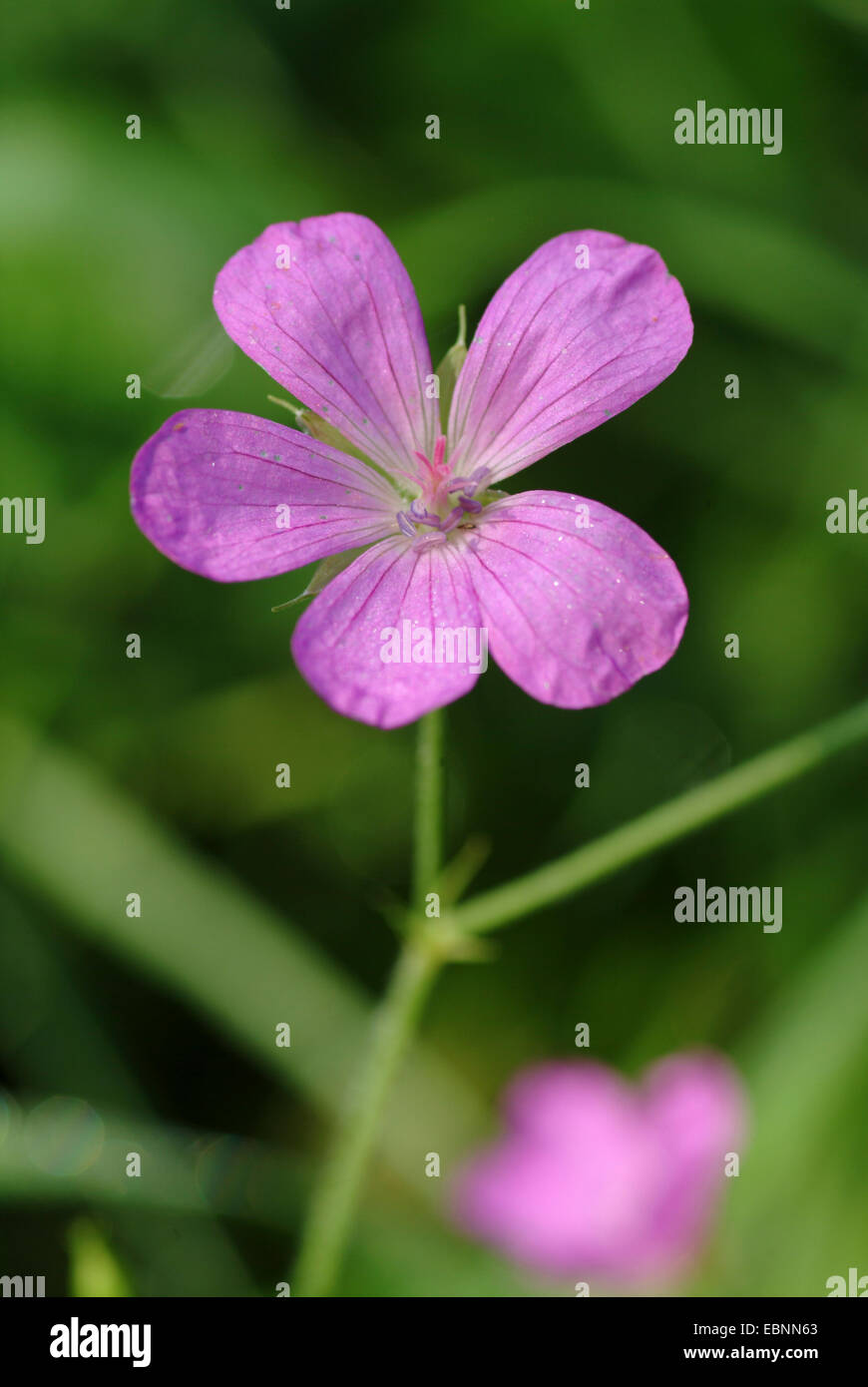 marsh cranesbill (Geranium palustre), flower, Germany Stock Photo - Alamy