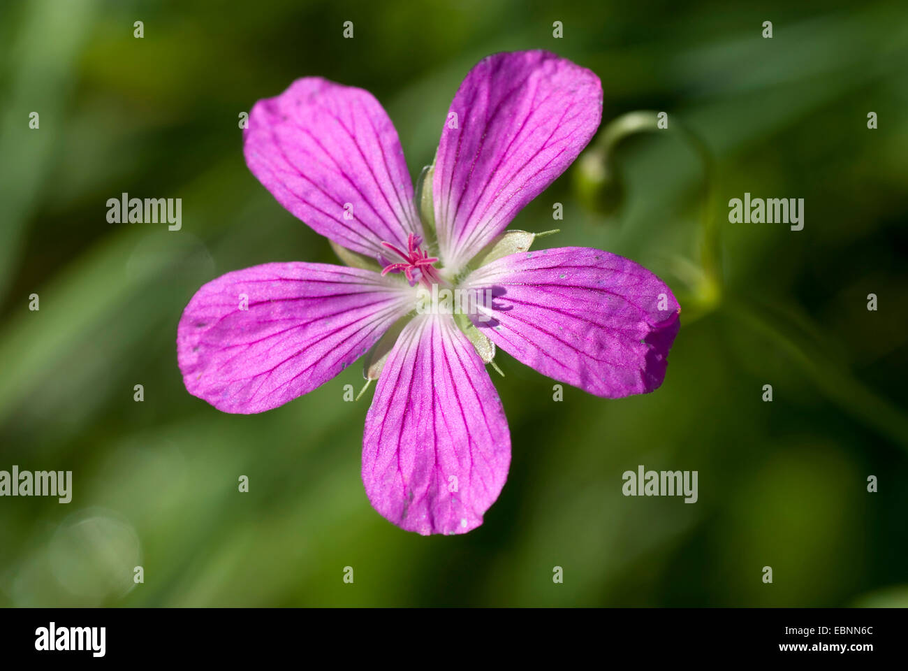 marsh cranesbill (Geranium palustre), flower, Germany Stock Photo - Alamy