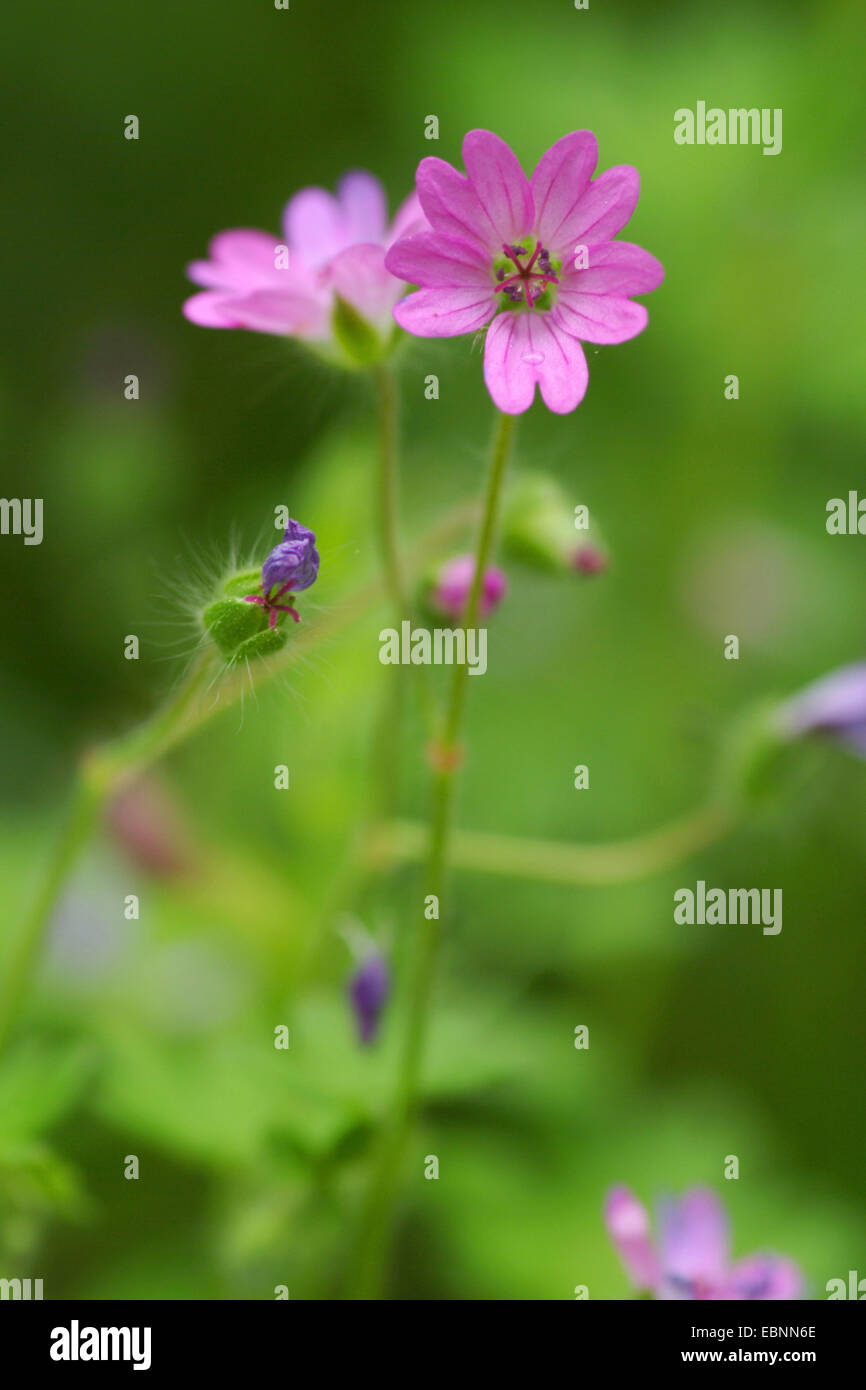 Dovefoot geranium, Dove's-foot Crane's-bill (Geranium molle), blooming ...