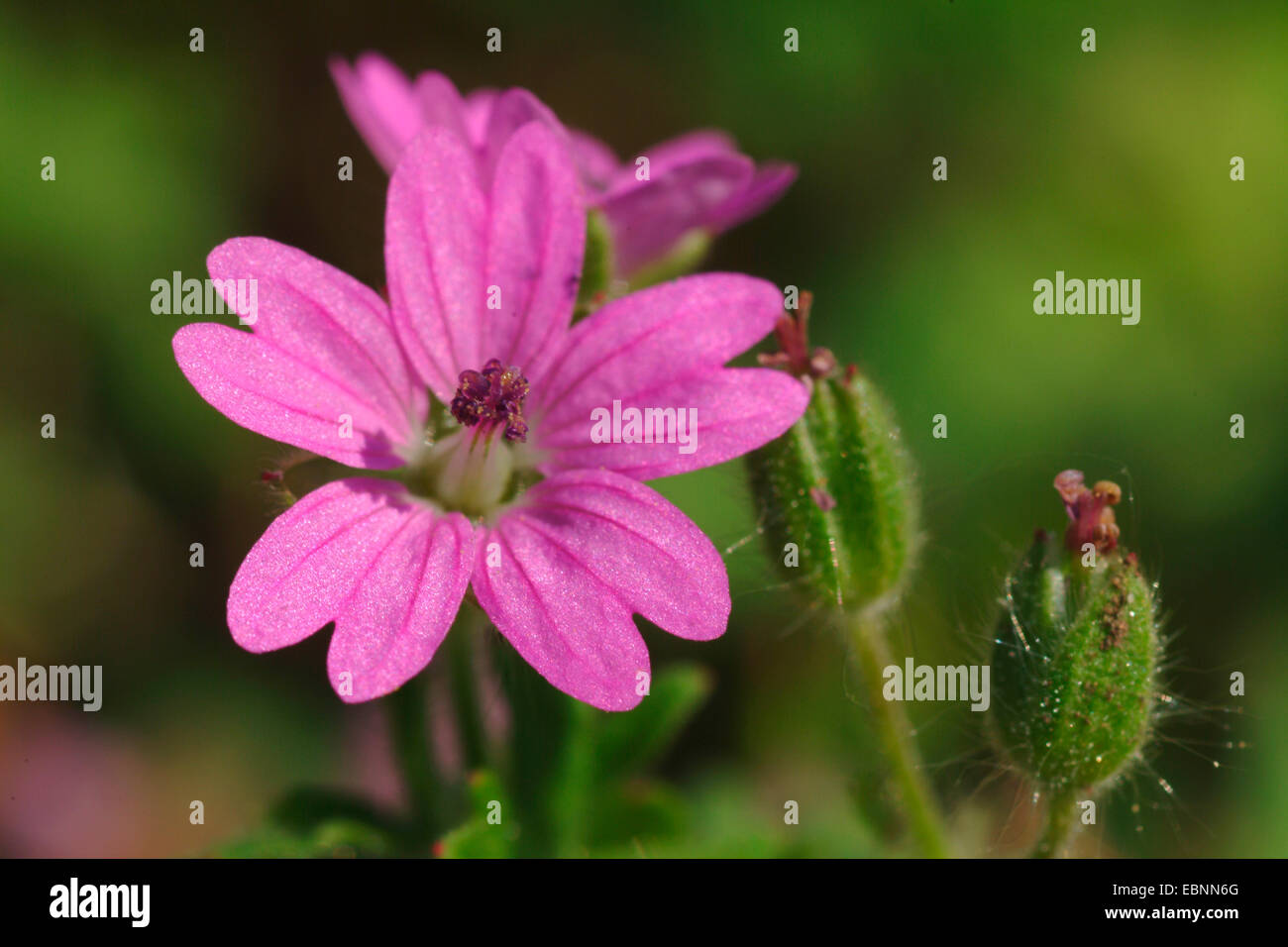 Dovefoot geranium, Dove's-foot Crane's-bill (Geranium molle), flower ...