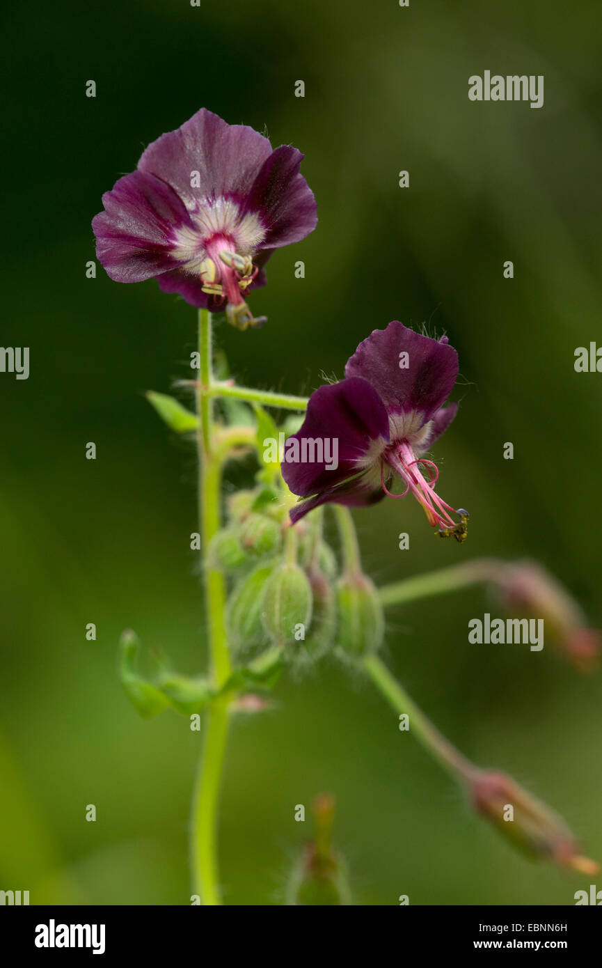 Dusky cranesbill hi-res stock photography and images - Alamy