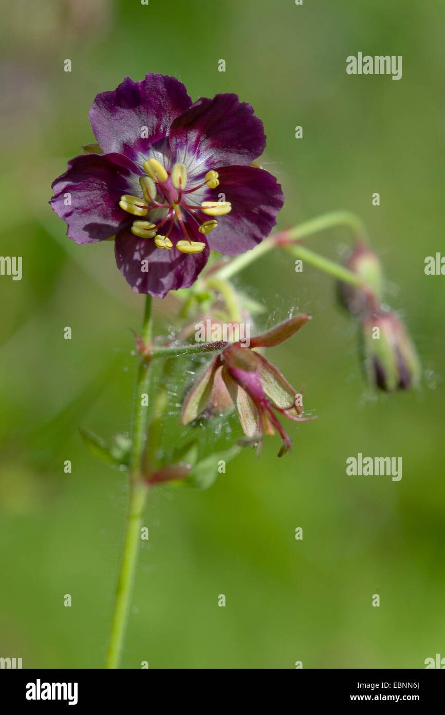 dusky cranesbill (Geranium phaeum), blooming, Germany Stock Photo - Alamy