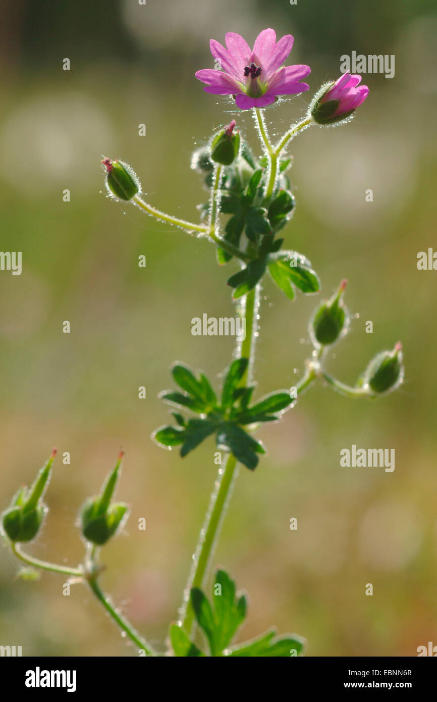 Dovefoot geranium, Dove's-foot Crane's-bill (Geranium molle), blooming ...