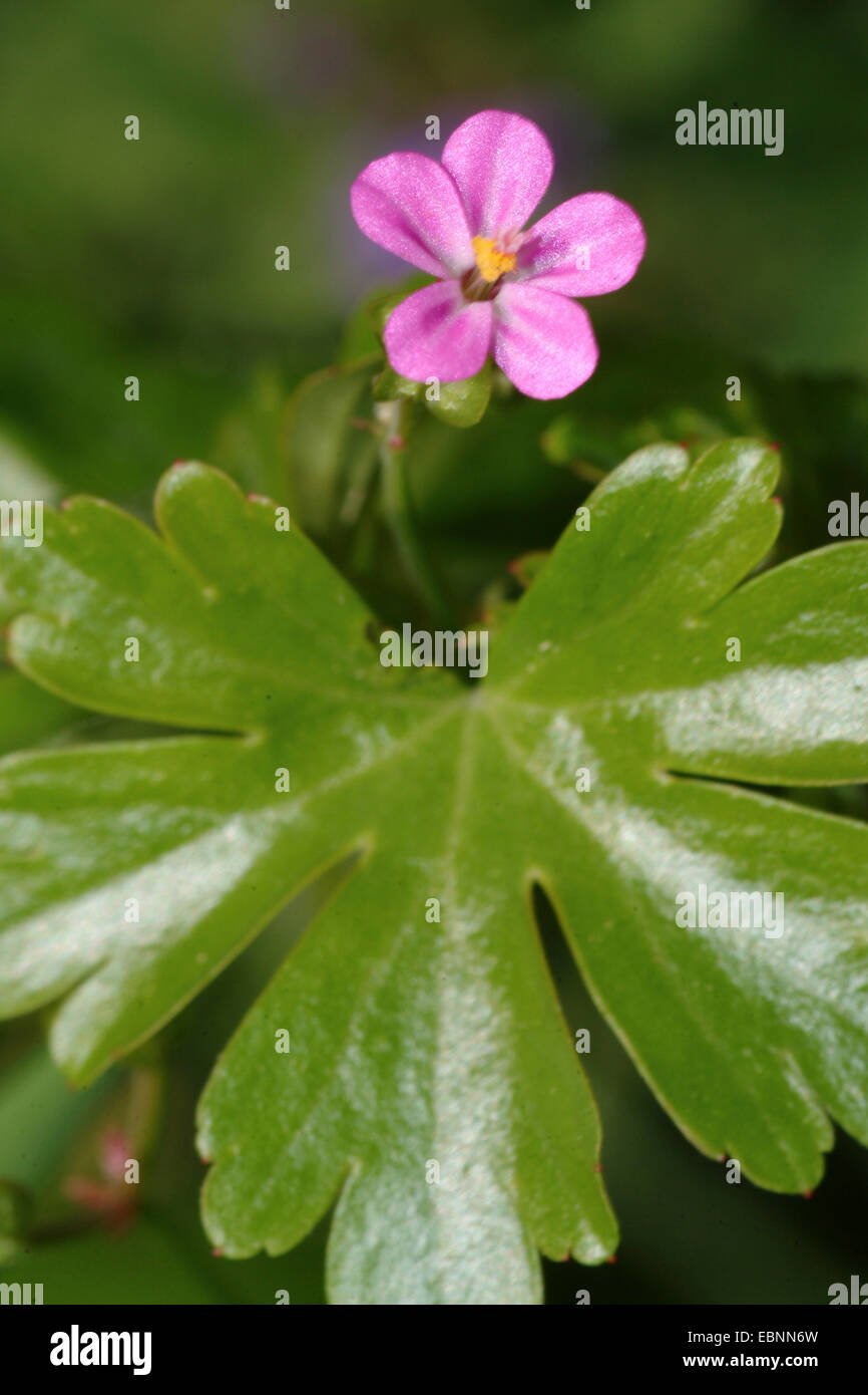 shining cranesbill (Geranium lucidum), blooming, Germany Stock Photo ...
