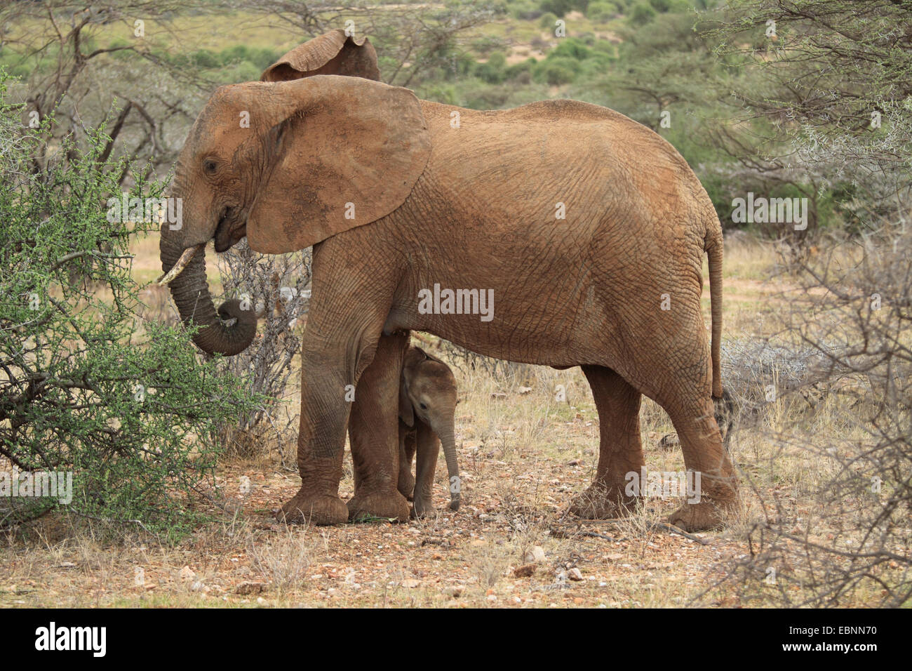 African elephant cow calf hi-res stock photography and images - Alamy