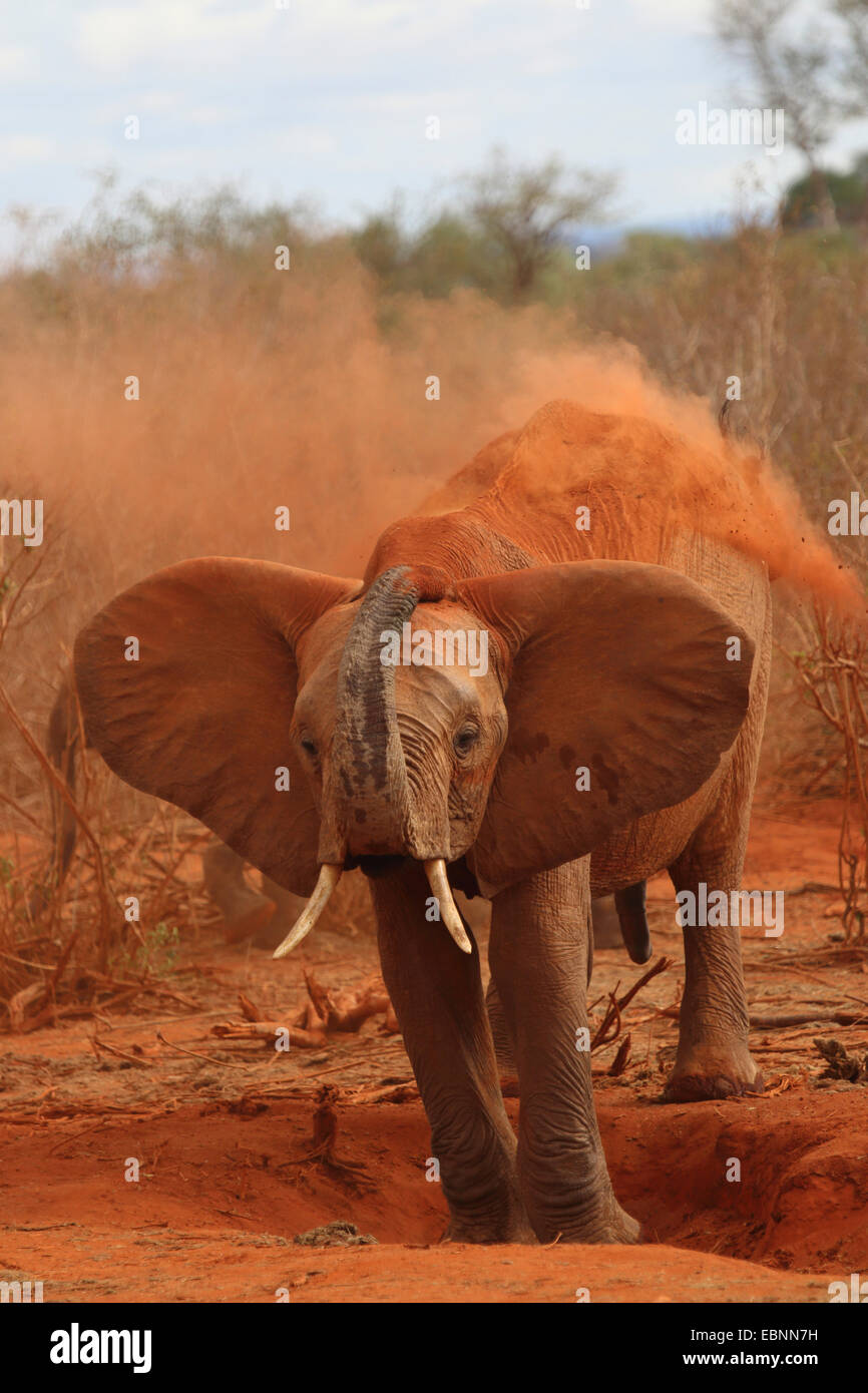 Full body of elephant hi-res stock photography and images - Alamy