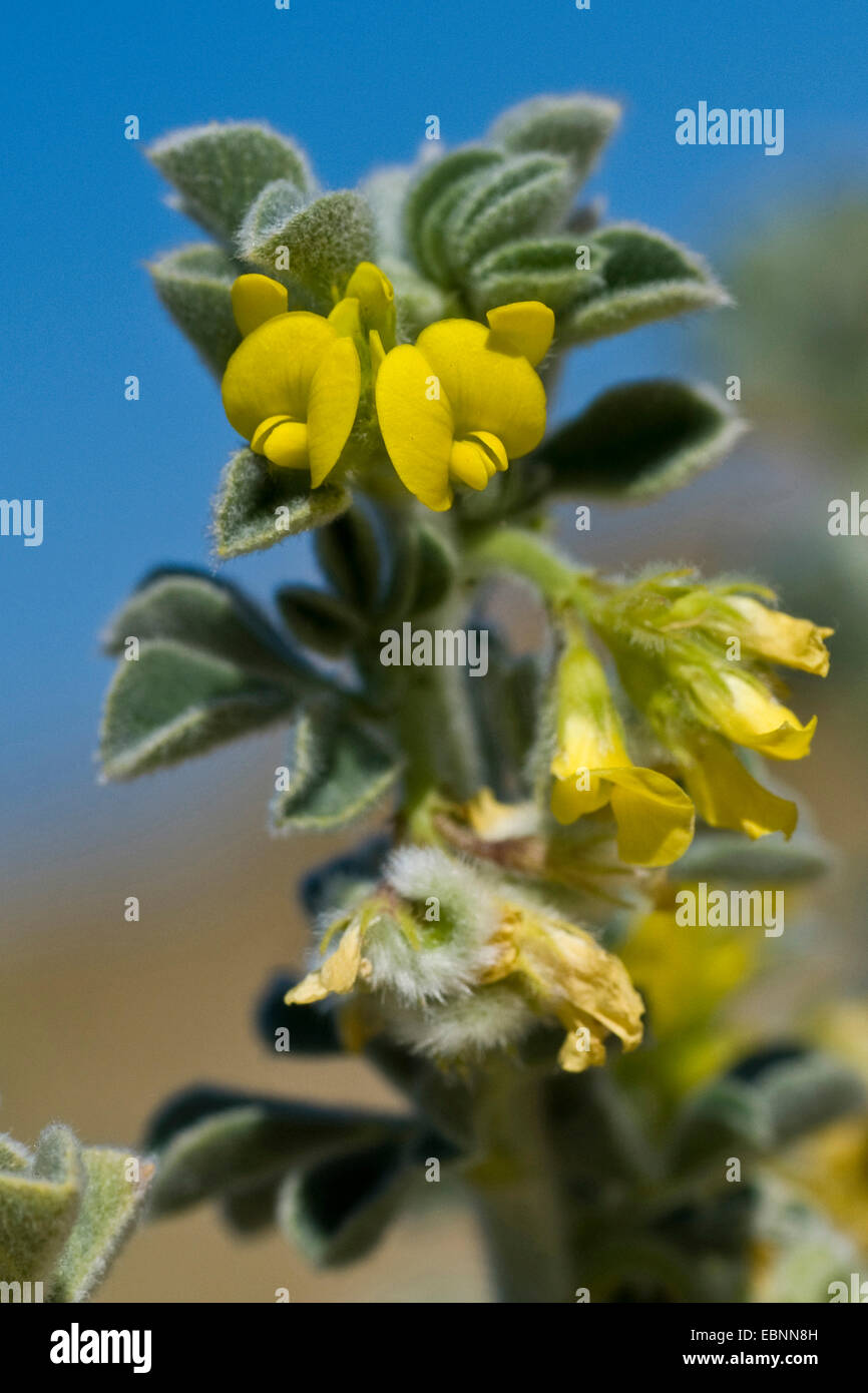 Burclover hi-res stock photography and images - Alamy