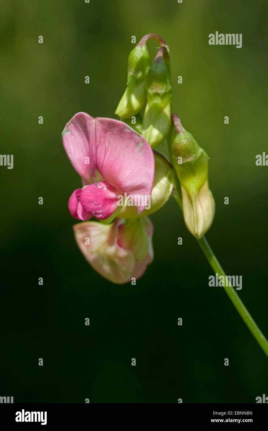Flat peavine, Narrow-leaved everlasting pea (Lathyrus sylvestris ...