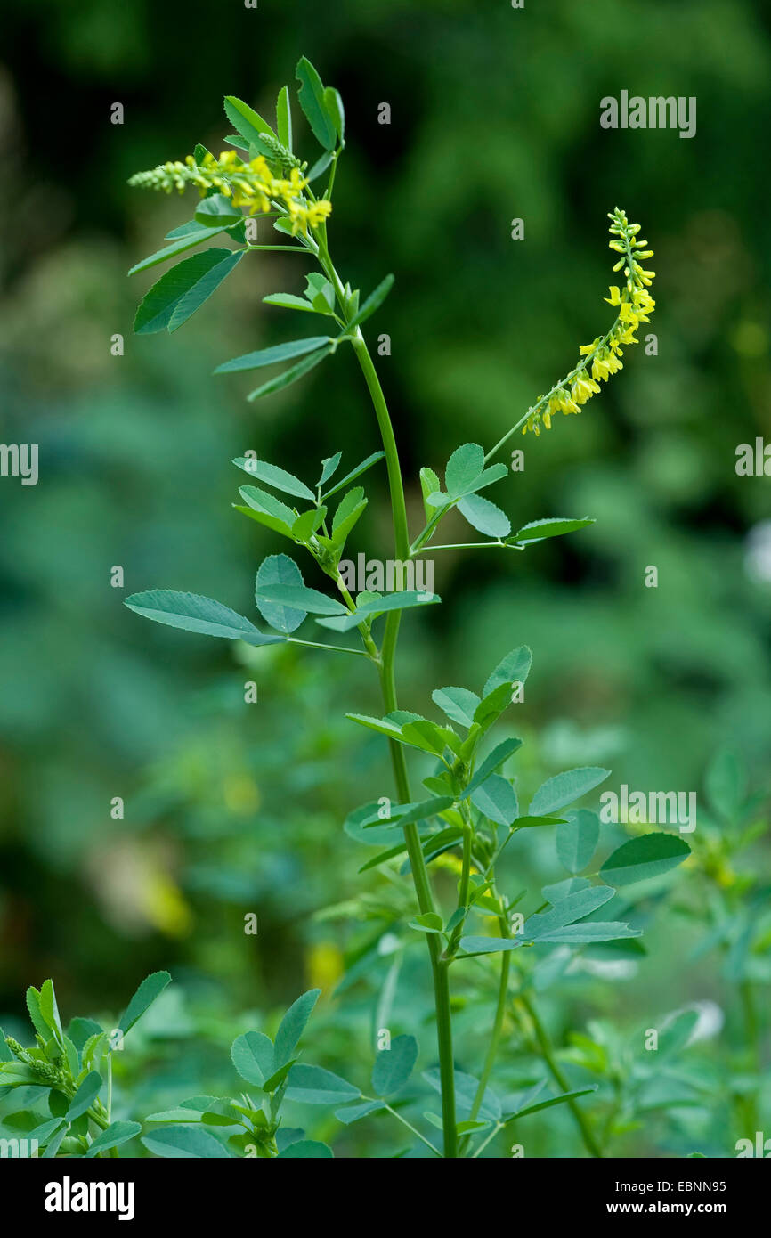 Common melilot, Ribbed melilot, Yellow melilot, Yellow sweetclover ...
