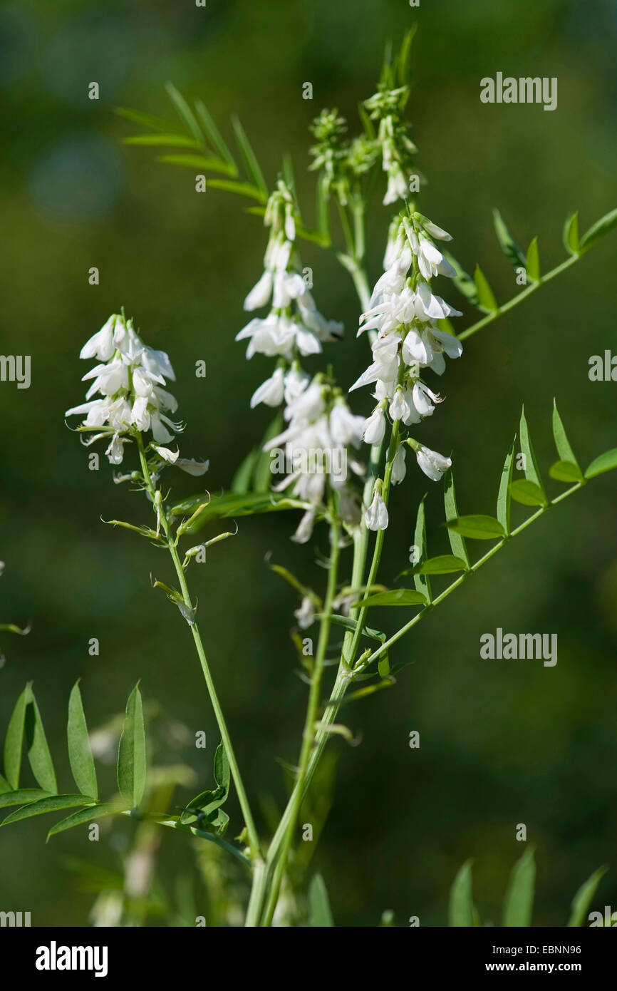 white melilot, white sweetclover (Melilotus albus, Melilotus alba ...
