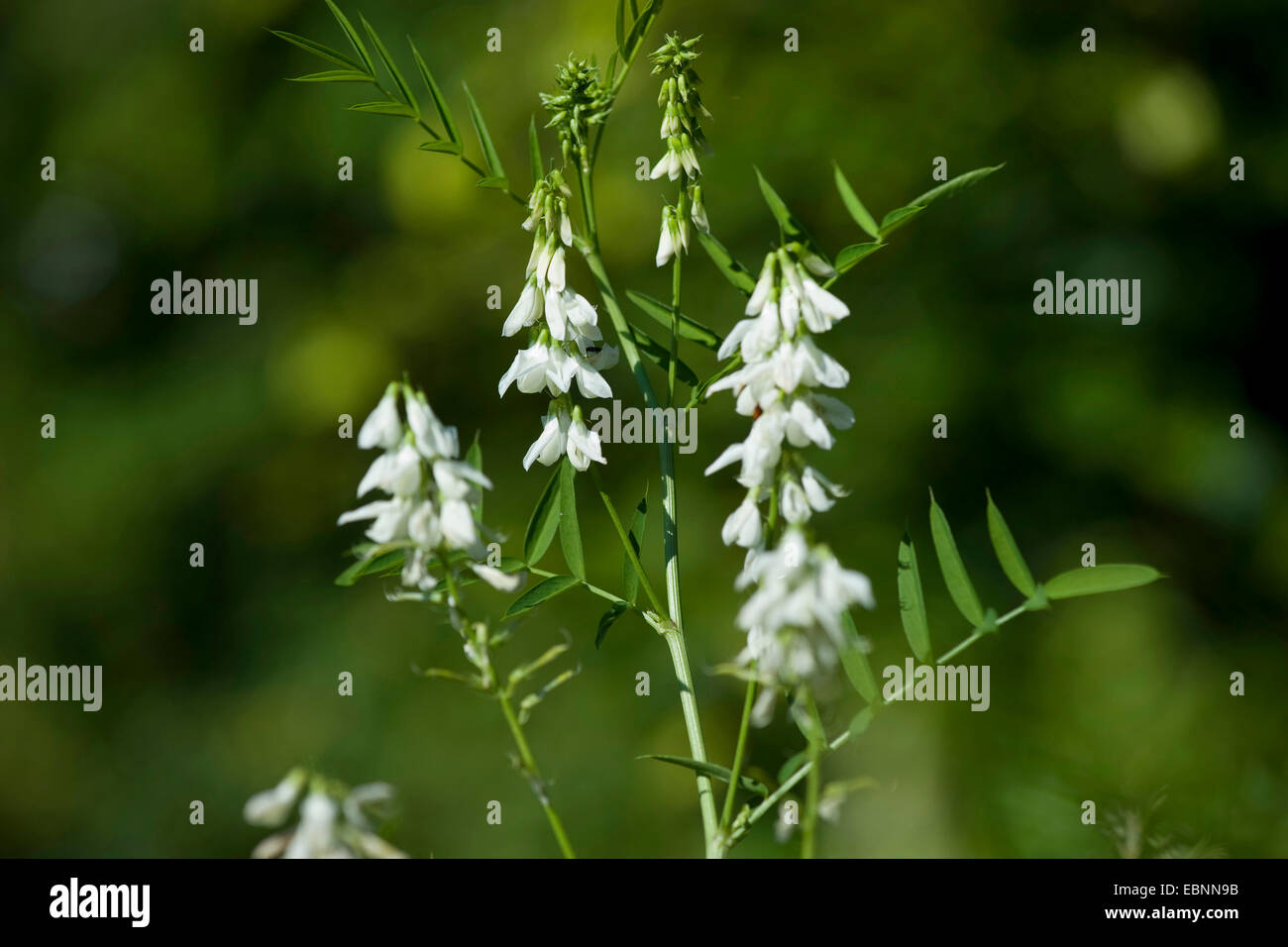 Melilotus alba hi-res stock photography and images - Alamy