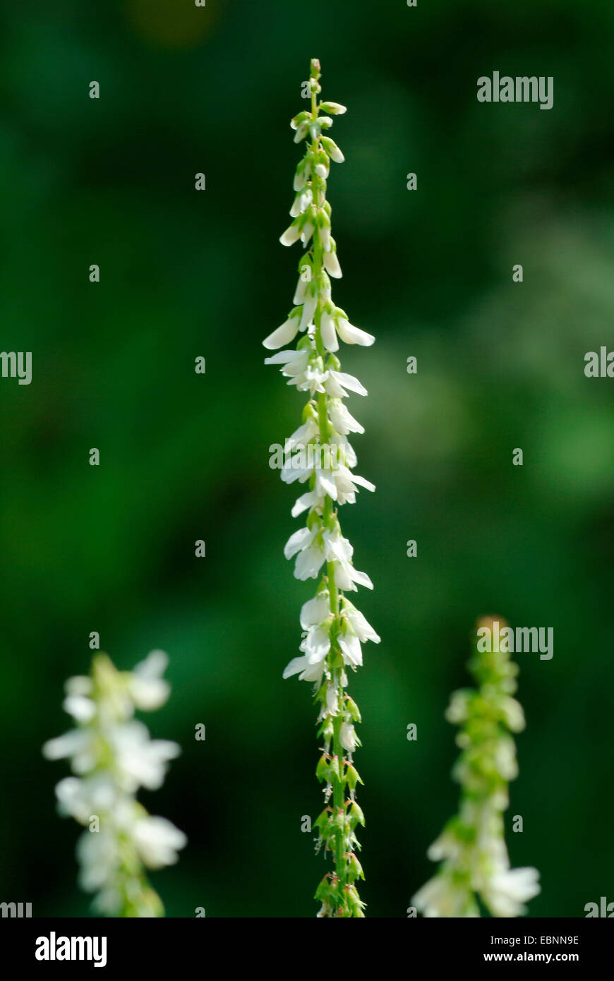 white melilot, white sweetclover (Melilotus albus, Melilotus alba ...