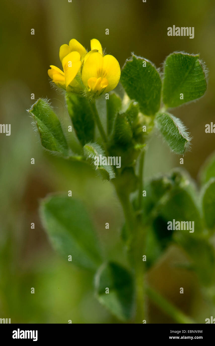 Little burclover medicago minima hi-res stock photography and images ...
