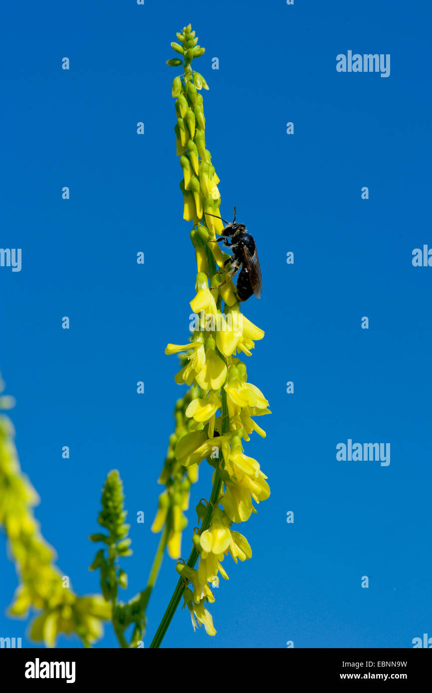 Common melilot hi-res stock photography and images - Alamy