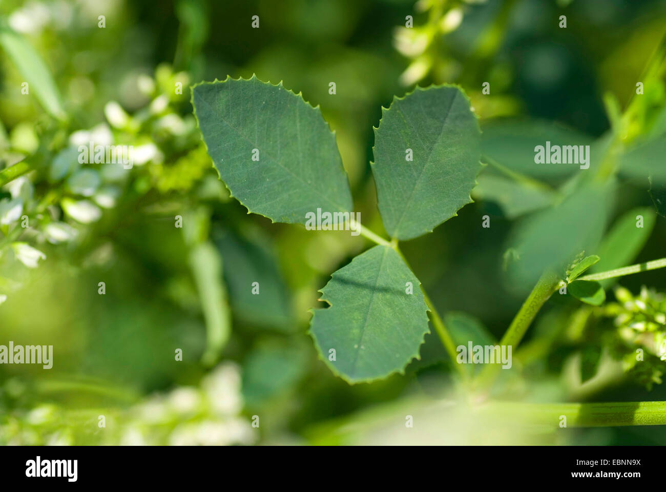 Melilotus alba white melilot hi-res stock photography and images - Alamy
