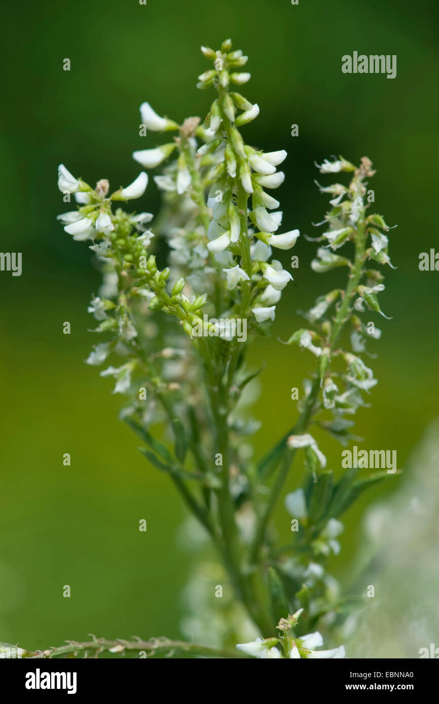 white melilot, white sweetclover (Melilotus albus, Melilotus alba ...